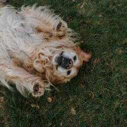 Golden Retriever Ignores Mom After Being Forced Out of Pool - Parade Pets