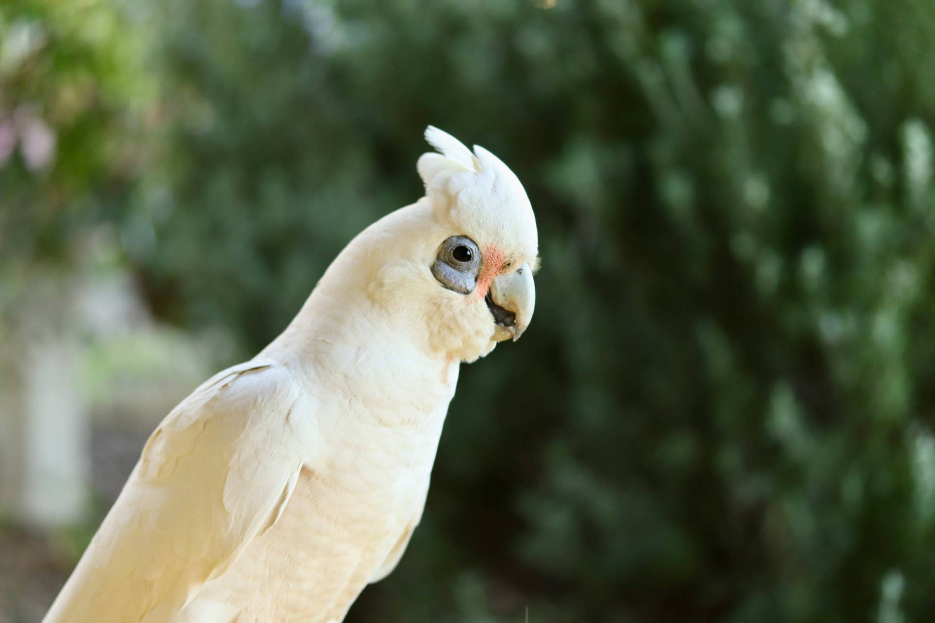 Cockatoos: Funny Moments, Cute Photos, and Big Personalities - Parade Pets