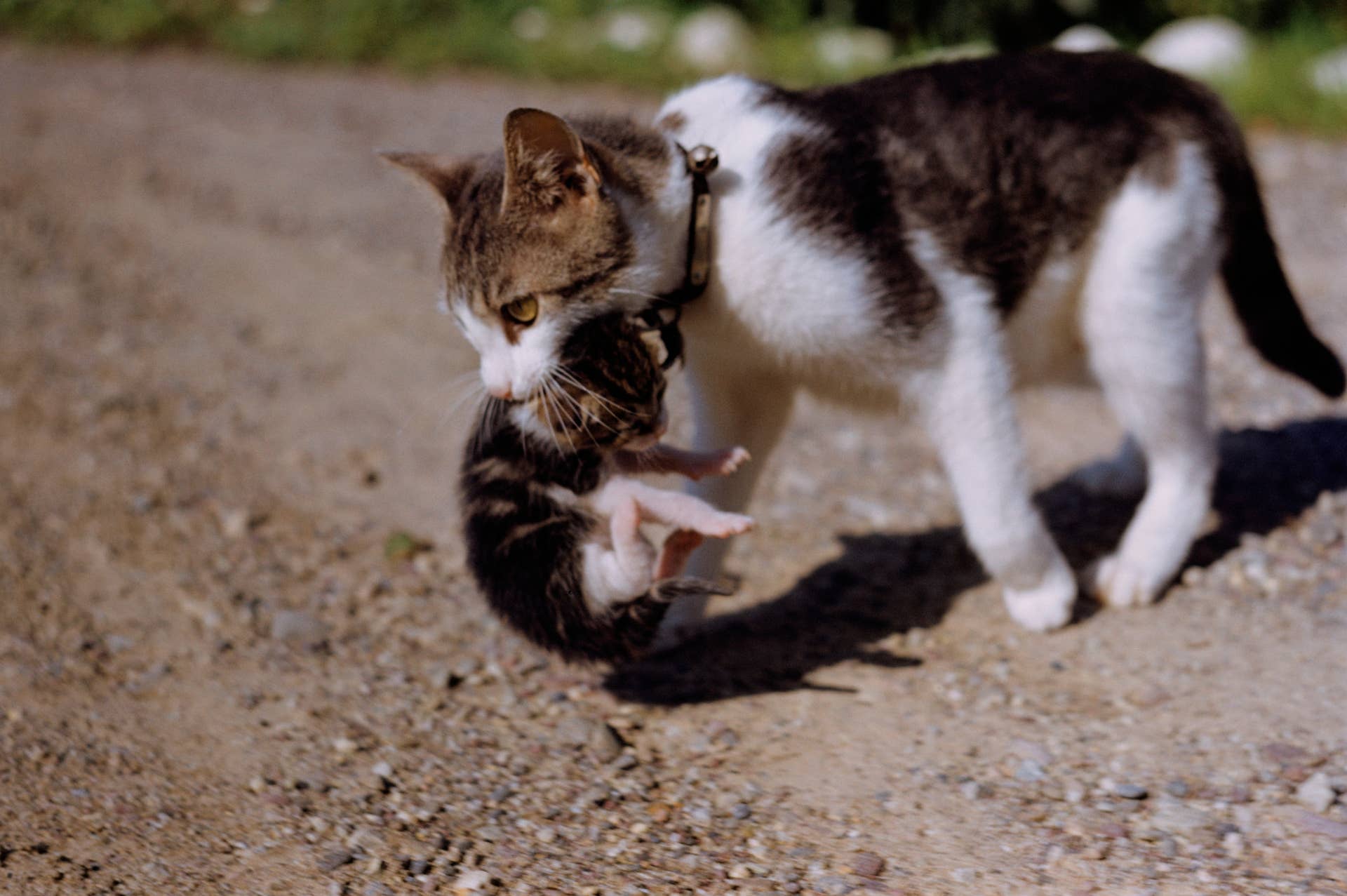 Stray Mama Cat Brings Her Kittens to the One Place She Trusts - Parade Pets