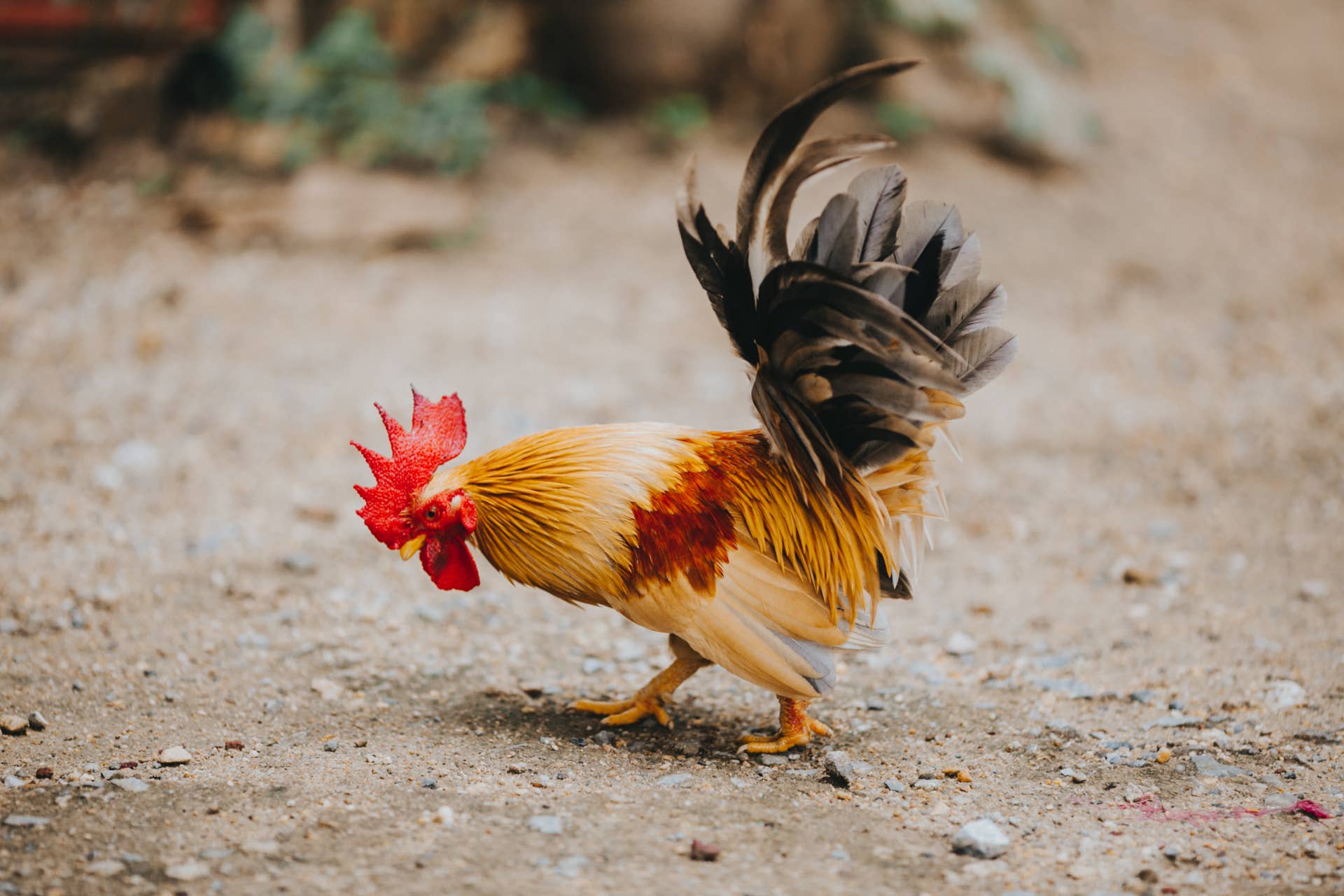 Baby Rooster's Adorable Little Crow Is the Cutest Wake-up Call You'll ...