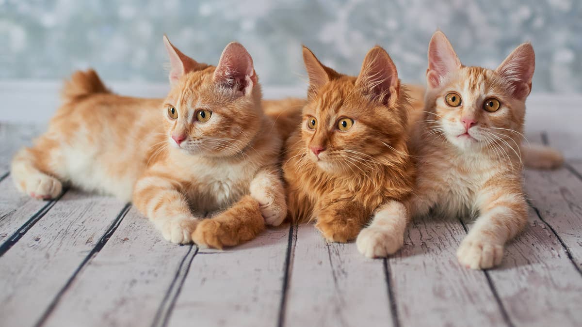 Cats' Bewildered Reactions to Their First Night With a Crying Newborn ...