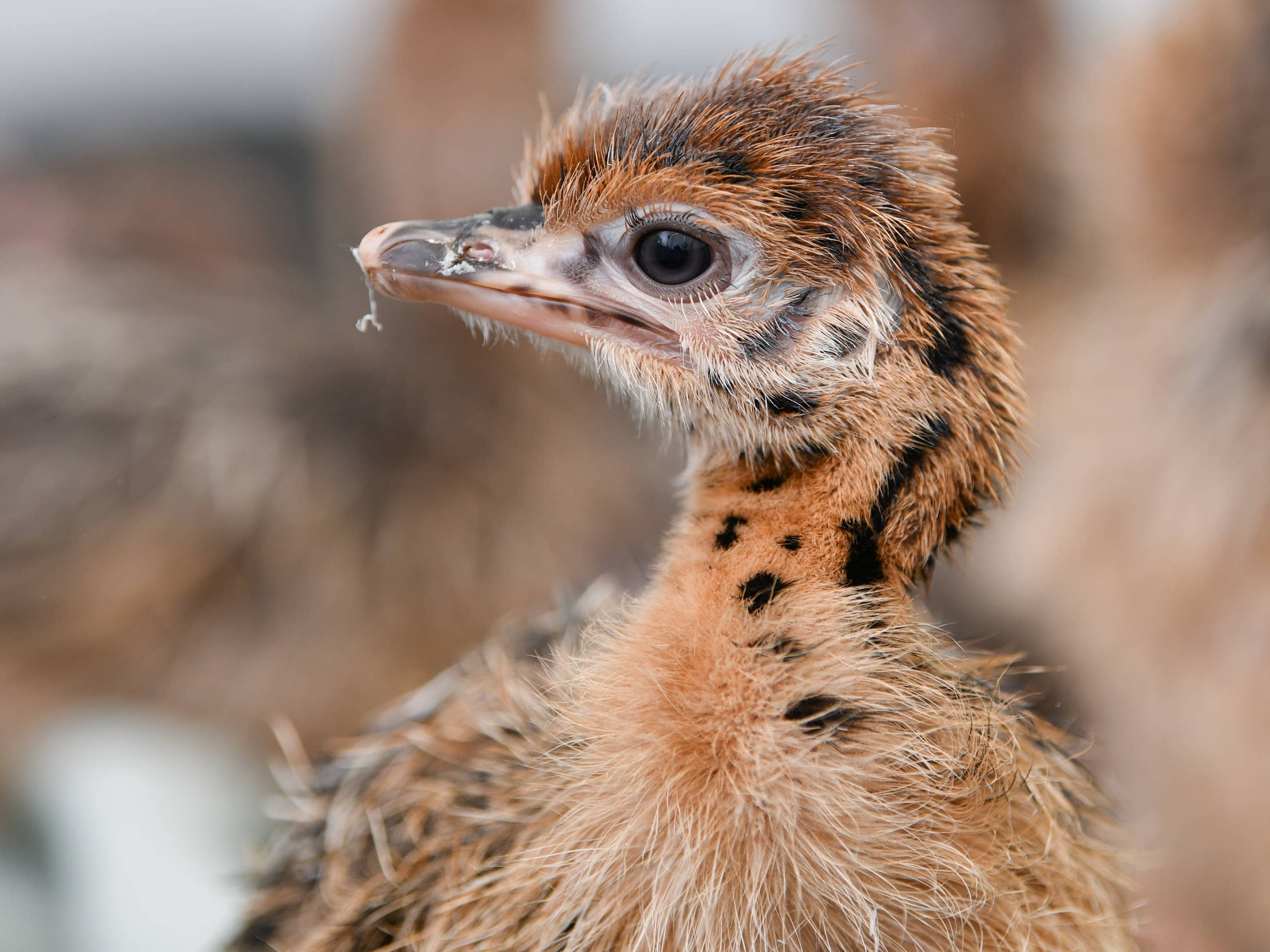 Baby Animals: Cute Photos, Sweet Moments, and Tiny Pets - Parade Pets