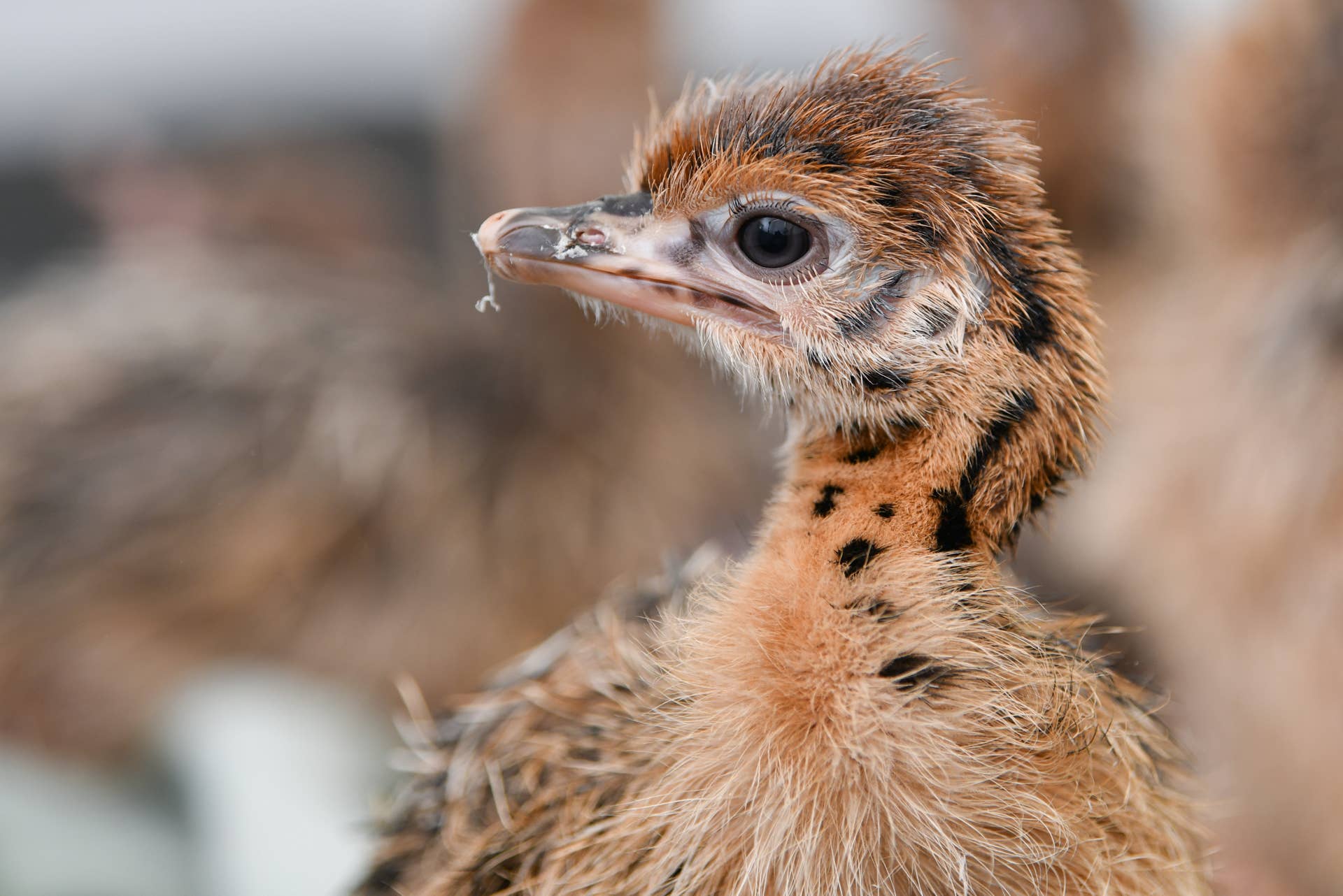 Baby Animals: Cute Photos, Sweet Moments, and Tiny Pets - Parade Pets