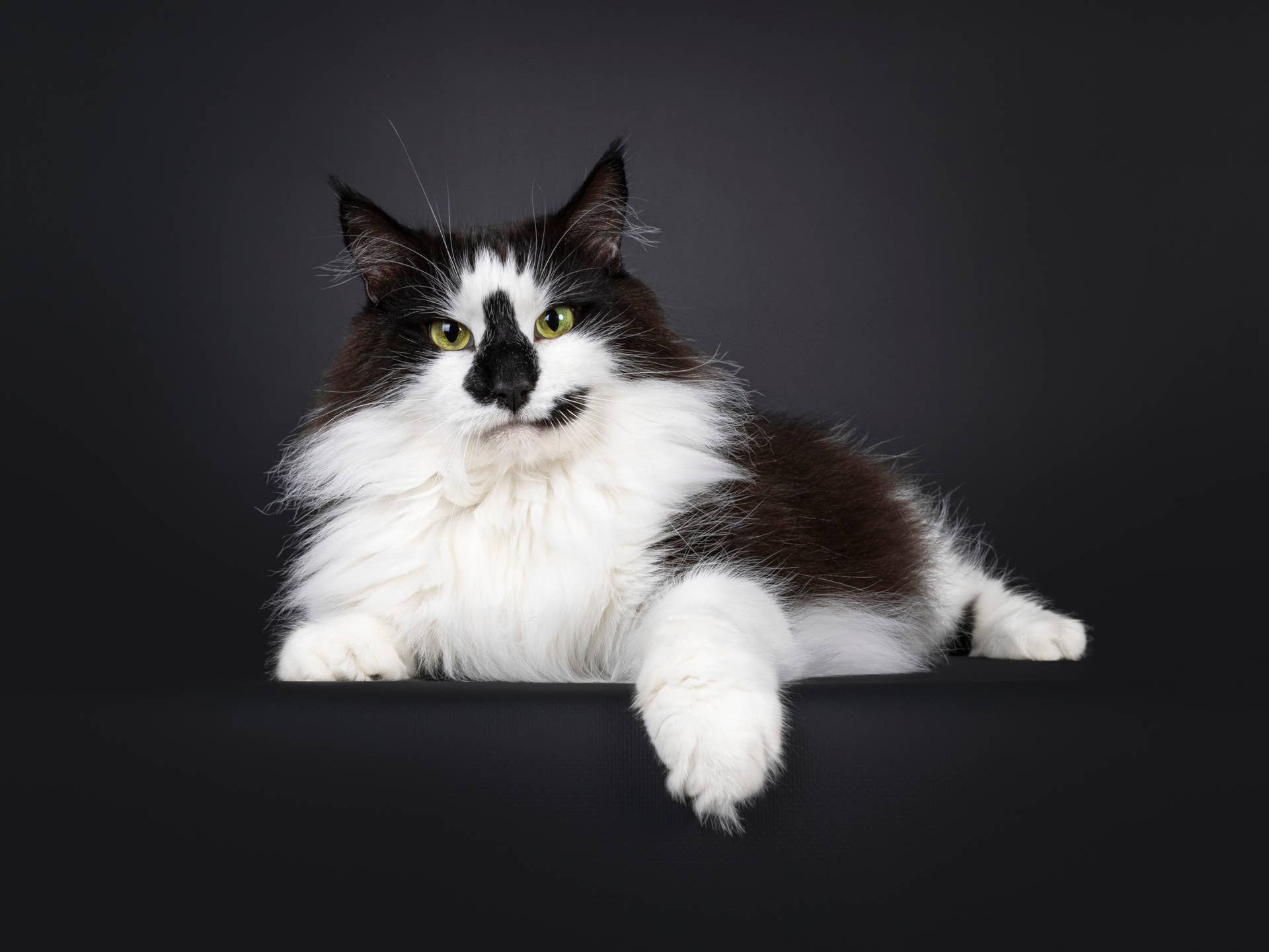 Cat's Permanent Smirk Makes Him Look Like He's 'Silently Judging You ...