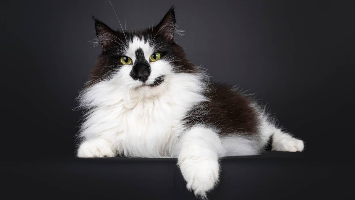 Cat's Permanent Smirk Makes Him Look Like He's 'Silently Judging You ...