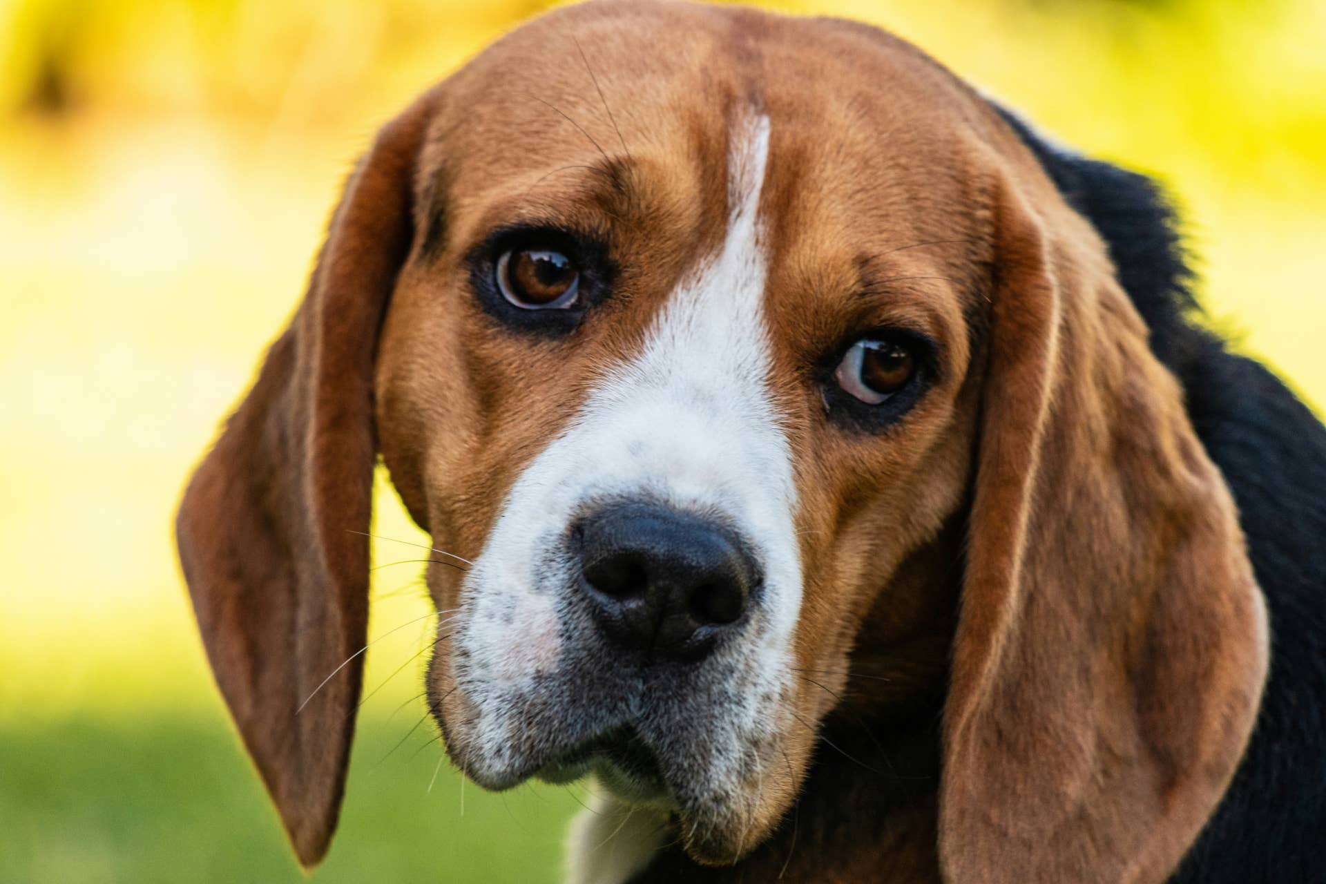 Rescue Beagle Went '7 Years Without a Cuddle' — Now She Snuggles ...
