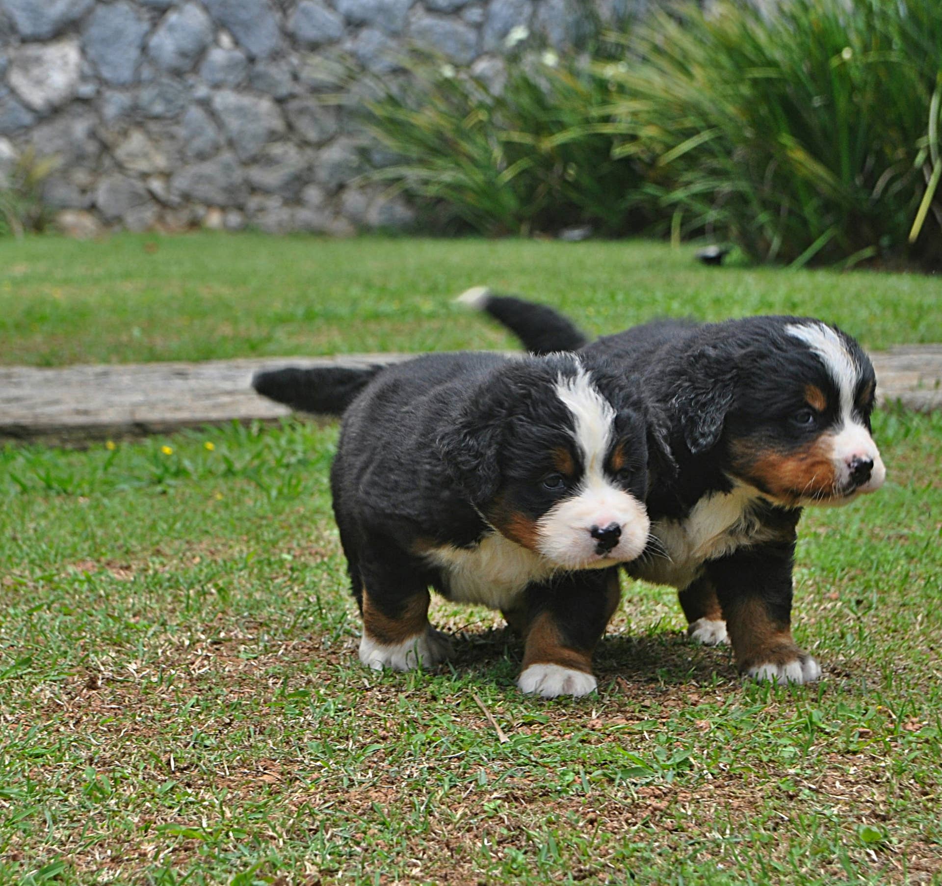 Tiny Bernese Mountain Puppy Determined to Master One Important Skill ...