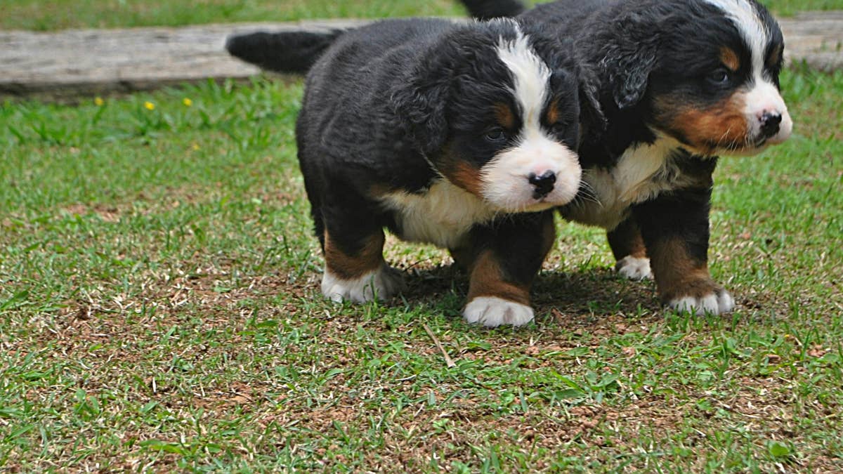 Tiny Bernese Mountain Puppy Determined to Master One Important Skill ...