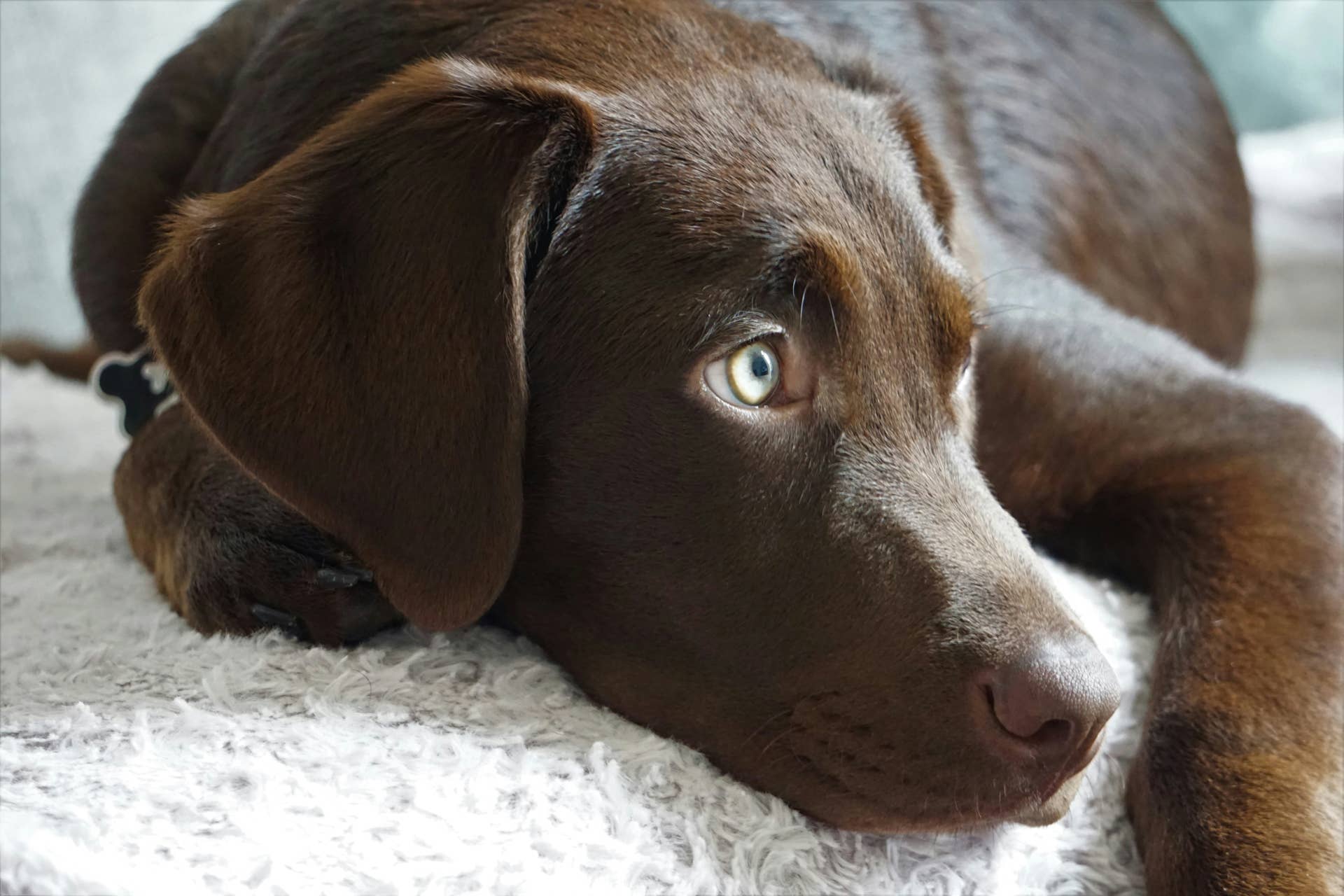 Sweet Chocolate Lab Is a True Professional Guilt Tripper, and His ...