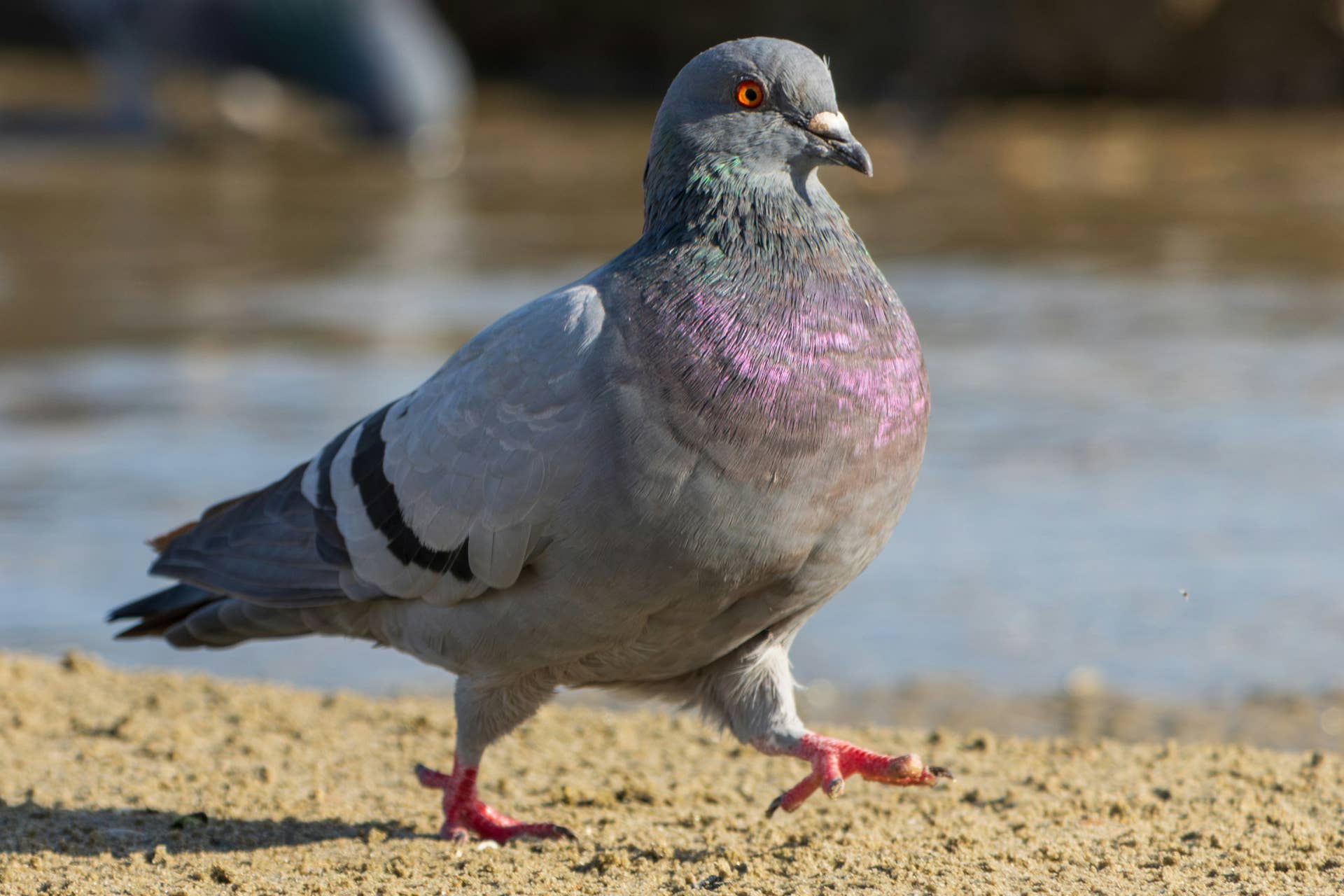 This Pet Pigeon Is Shockingly Polite When Bath Time Rolls Around ...