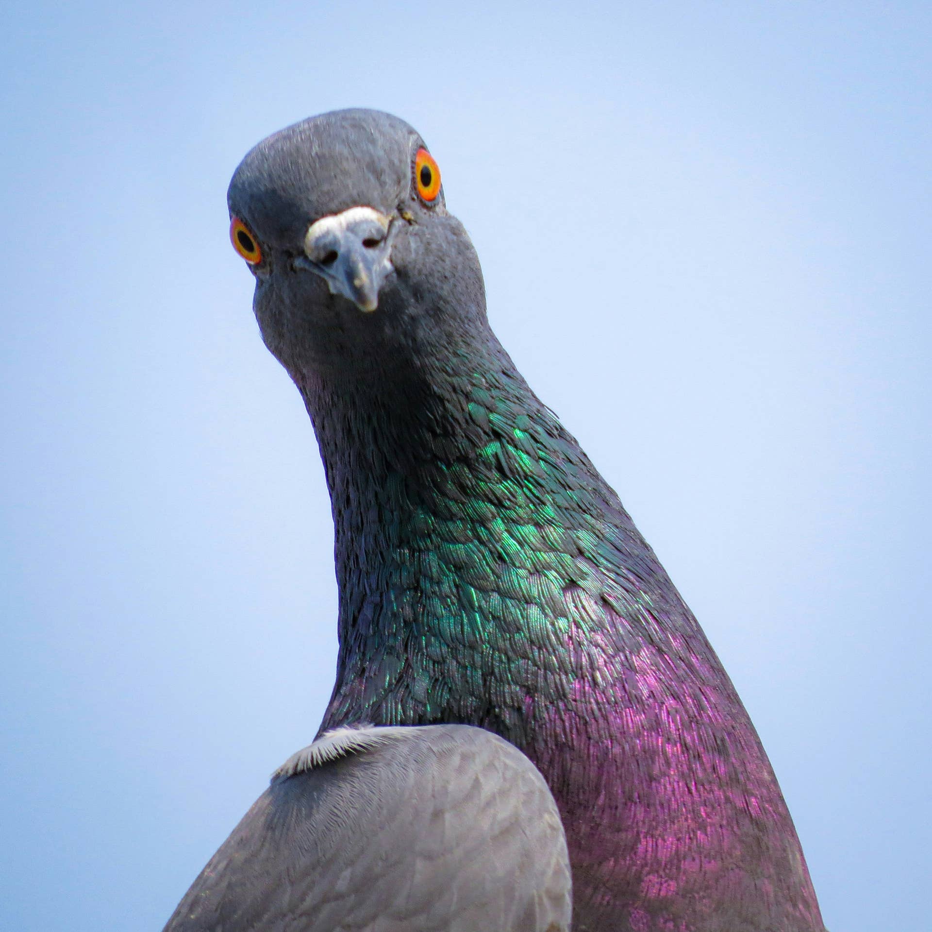 This Pet Pigeon Is Shockingly Polite When Bath Time Rolls Around ...