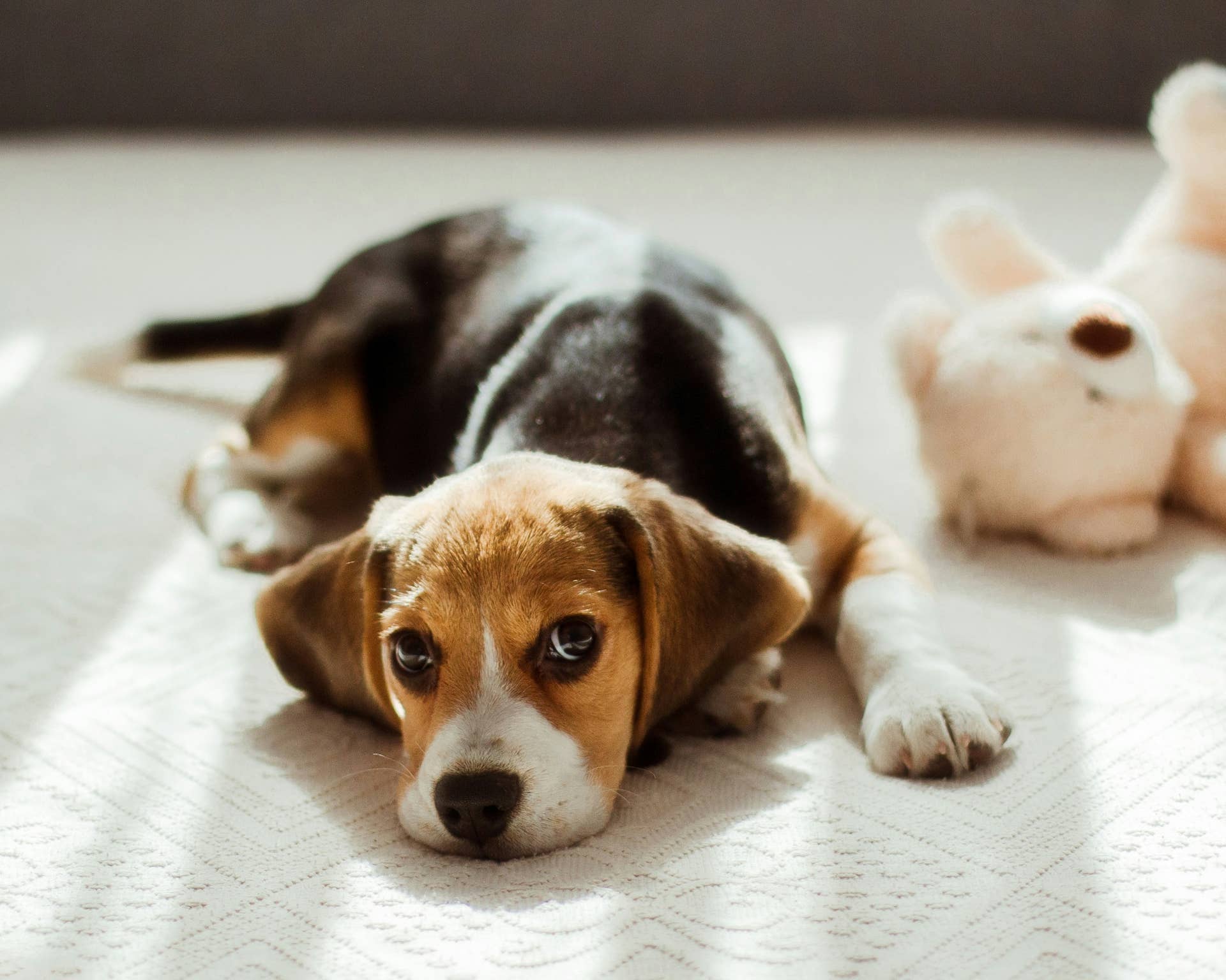 Sweet Beagle Making a Nest in a Pile of Clean Laundry Is Peak Coziness ...