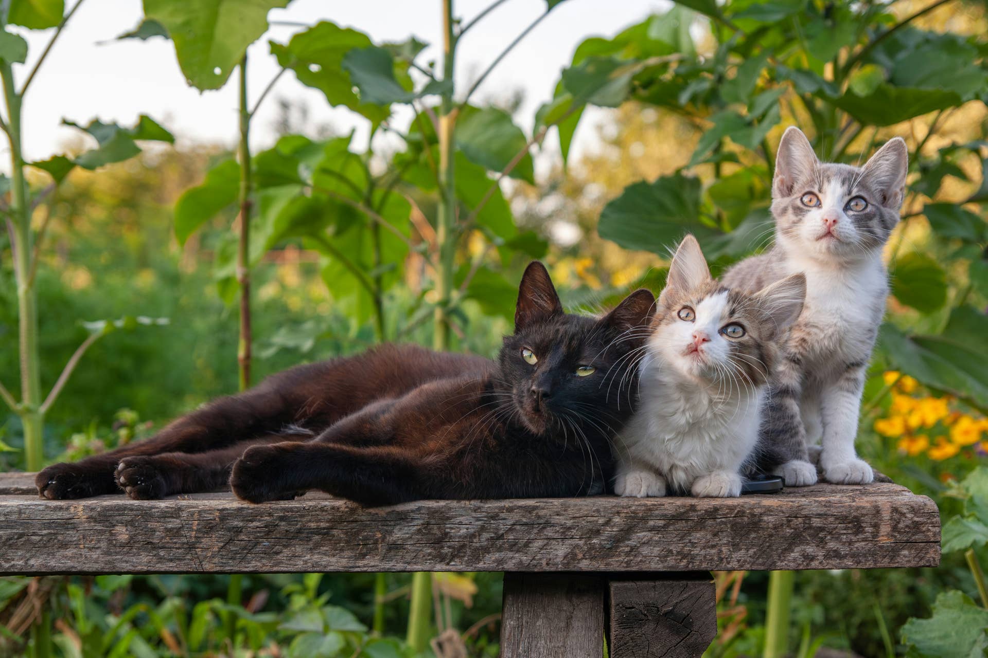 Trio of House Cats are Basically Human Roommates While Watching TV, and ...