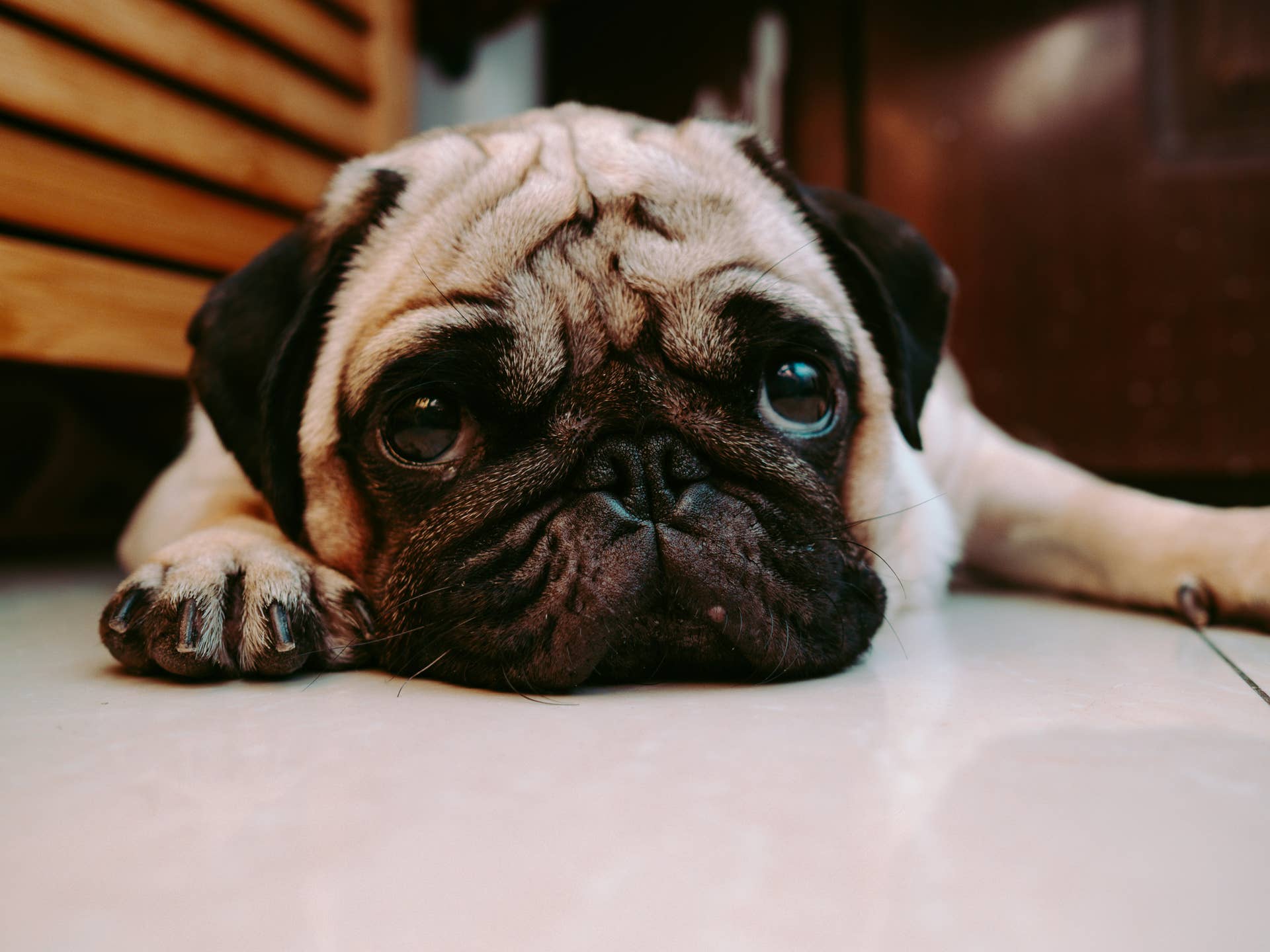 Pug Reveals His 'Top 5 Horror Movies,' and No. 1 Is a Nightmare ...