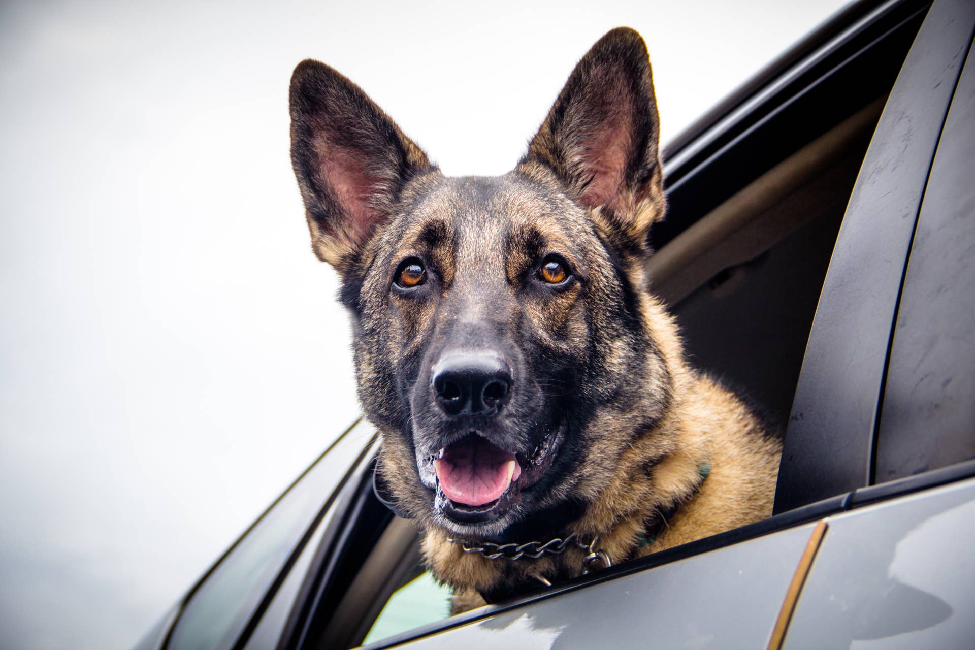 This German Shepherd Got Overstimulated and Chose Violence Against the ...