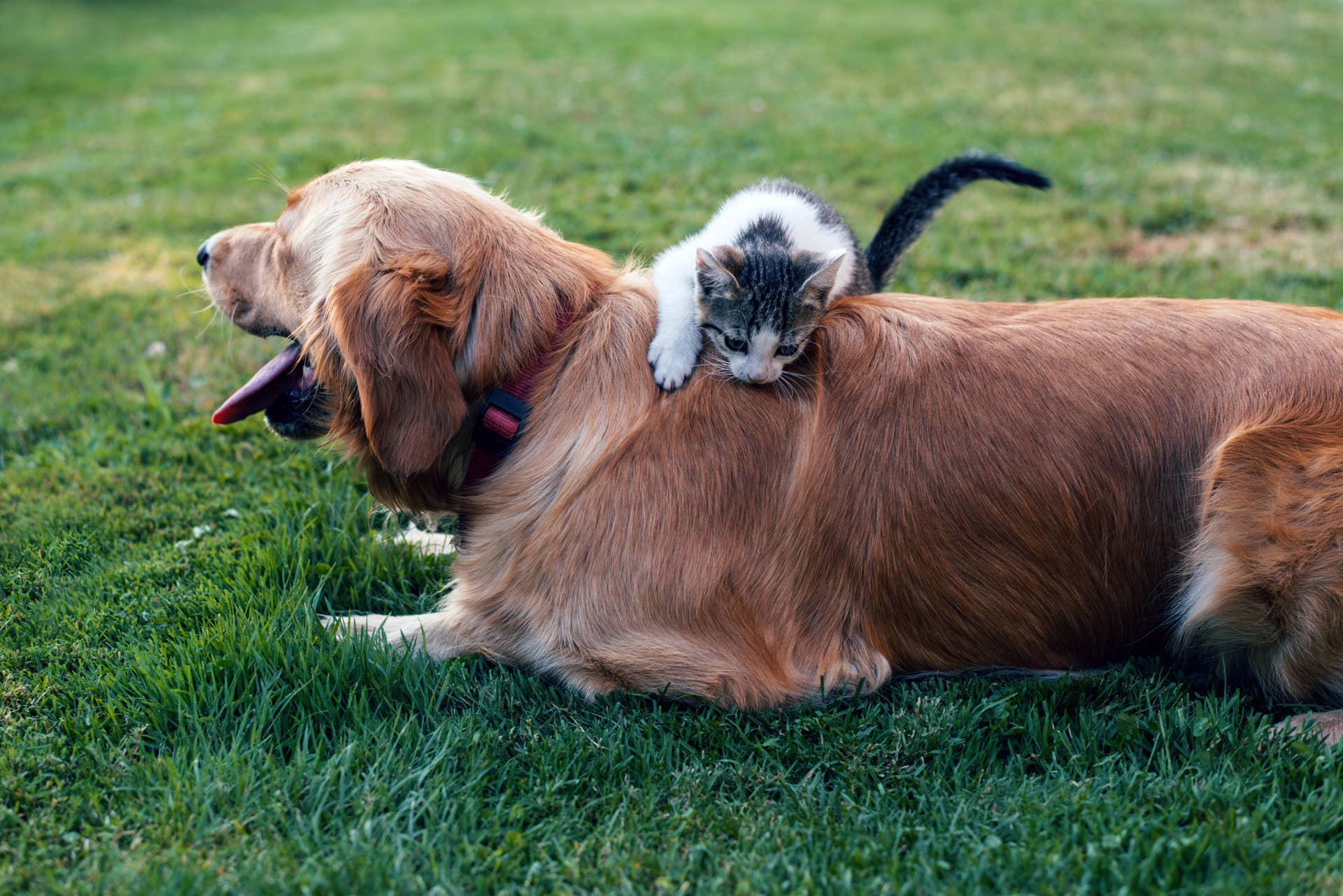 Tiny Kitten Won't Nap Anywhere but on His Giant Golden Retriever Friend ...