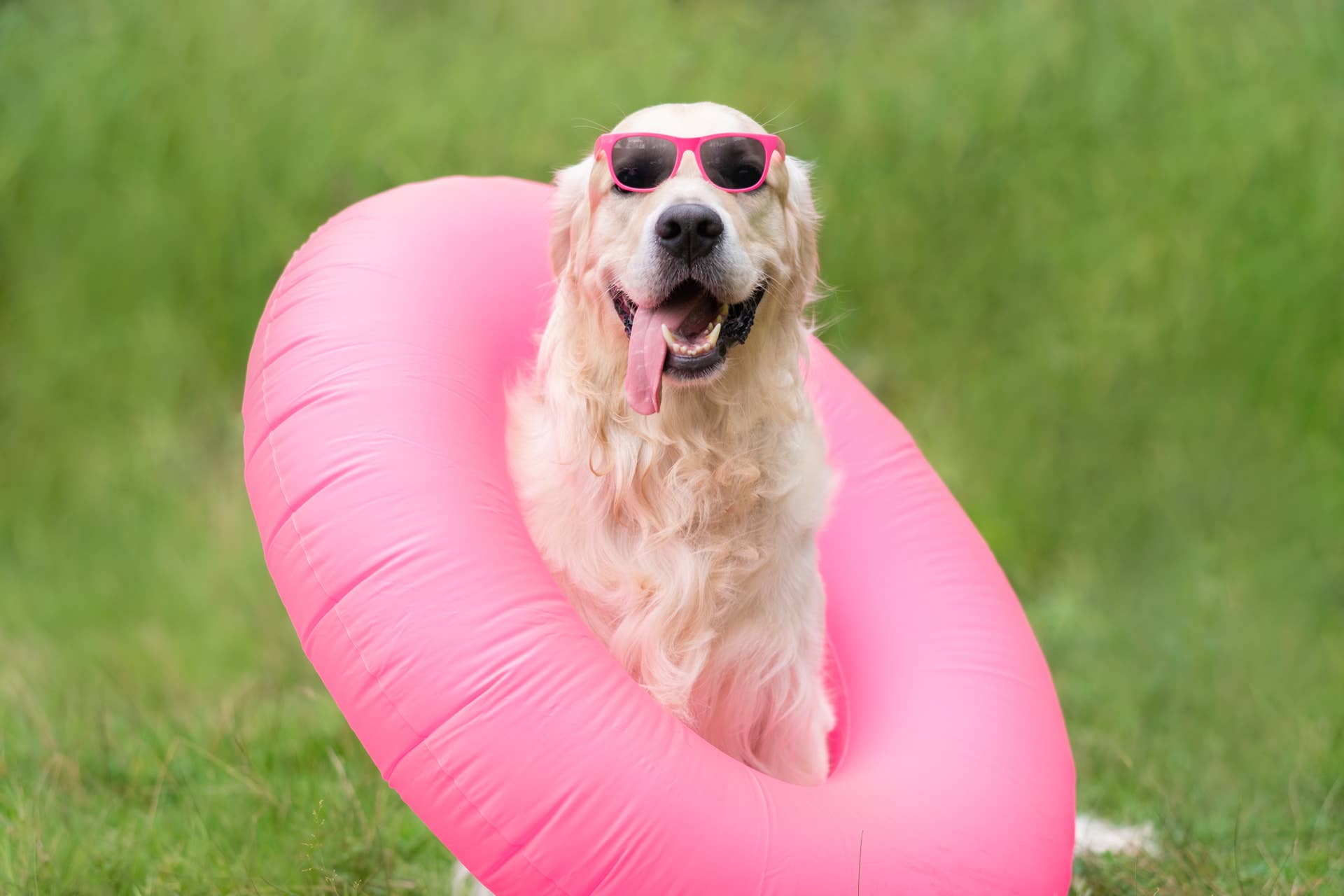 Golden Retrievers Order Ice Cream From Floatie Like Summer Icons ...