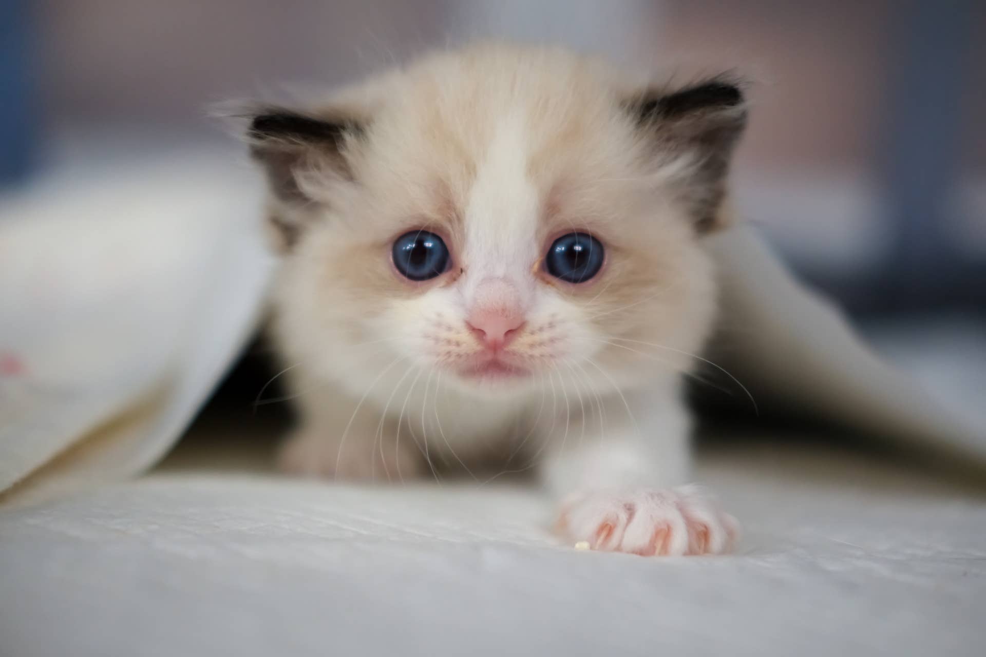 Man Takes Kitten on First Camping Trip and Gets a Rainbow Surprise ...