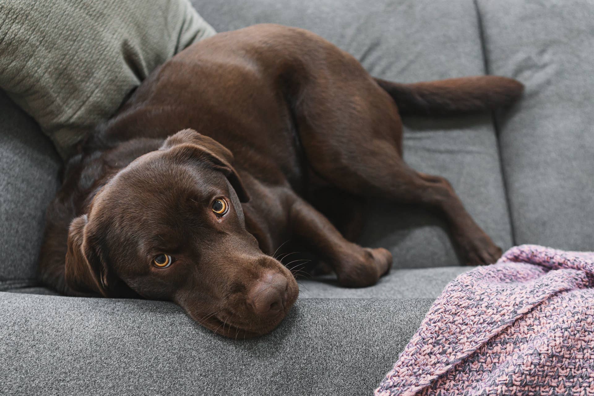 90-Pound Labrador Goes Head-to-Head With a Tiny Fly, and the Outcome Is ...