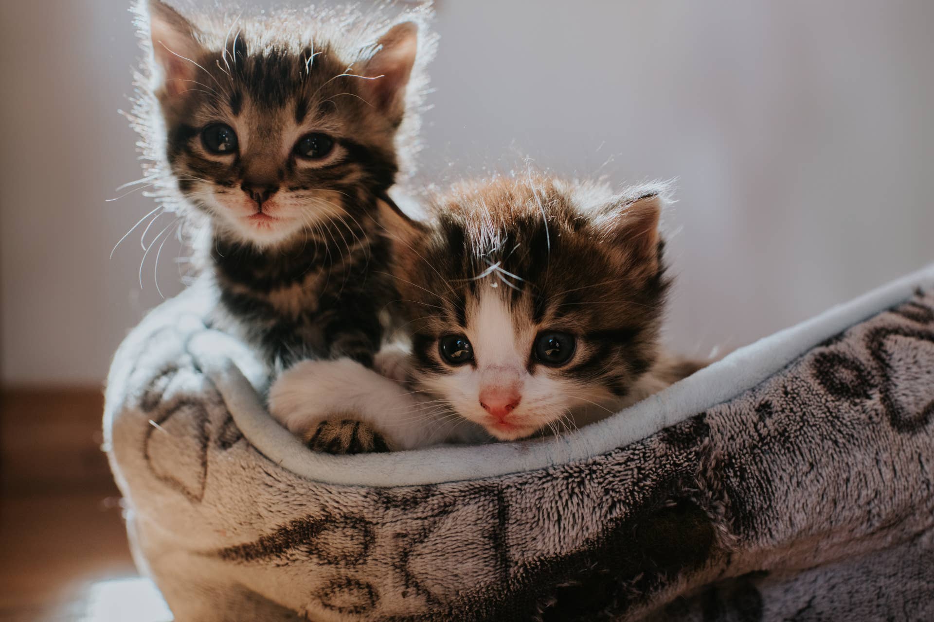 Tiny Foster Kittens Have the Funniest Meltdown When Mom Won't Share Her ...