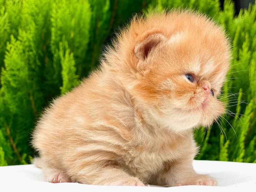 Orange Cats: Cute Photos, Funny Moments, and Big Personalities - Parade ...
