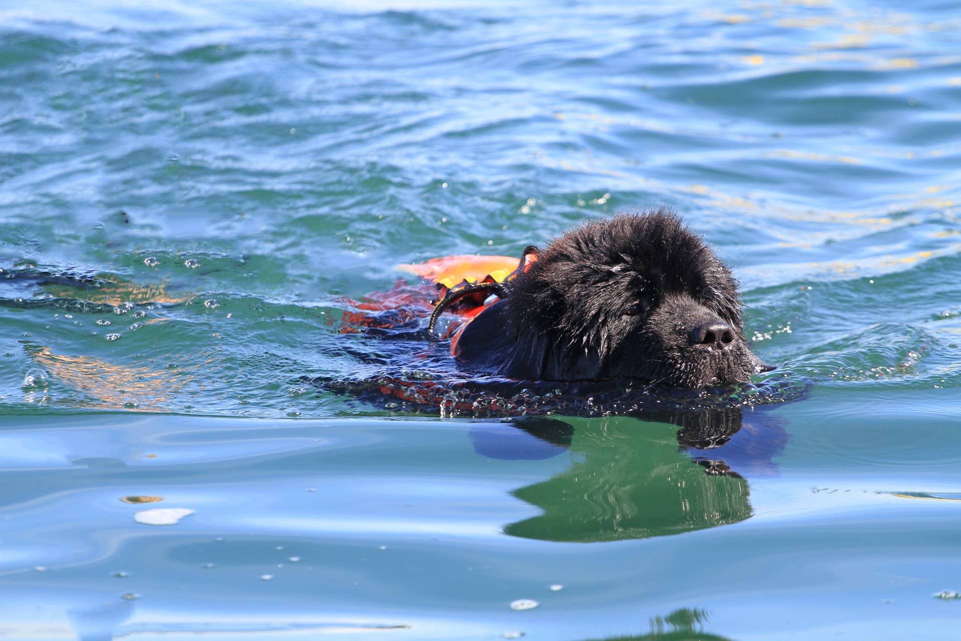 Newfoundland Jumps Into Water to ‘Save’ His Baby - Parade Pets