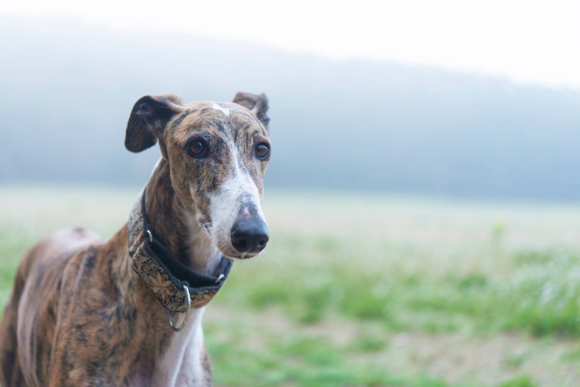 Greyhound Realizes Sister Is Missing Something After Surgery - Parade Pets