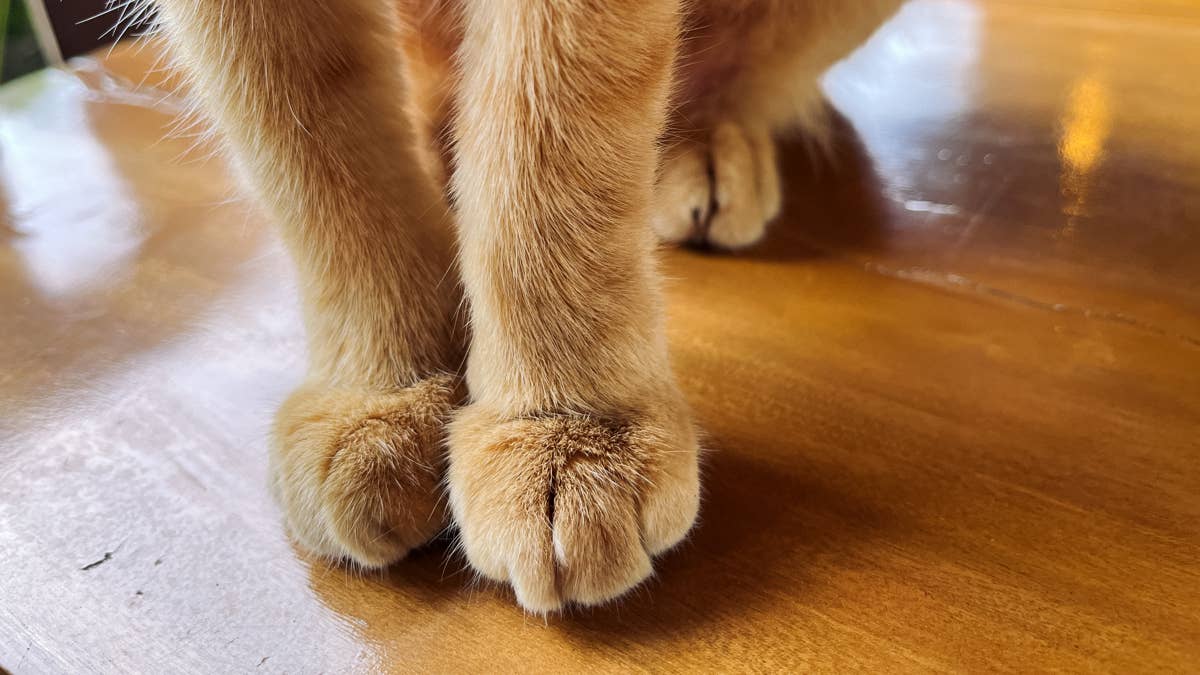‘Peaches and Cream’ Bengal Kitten Looks Like a Snow Cone - Parade Pets