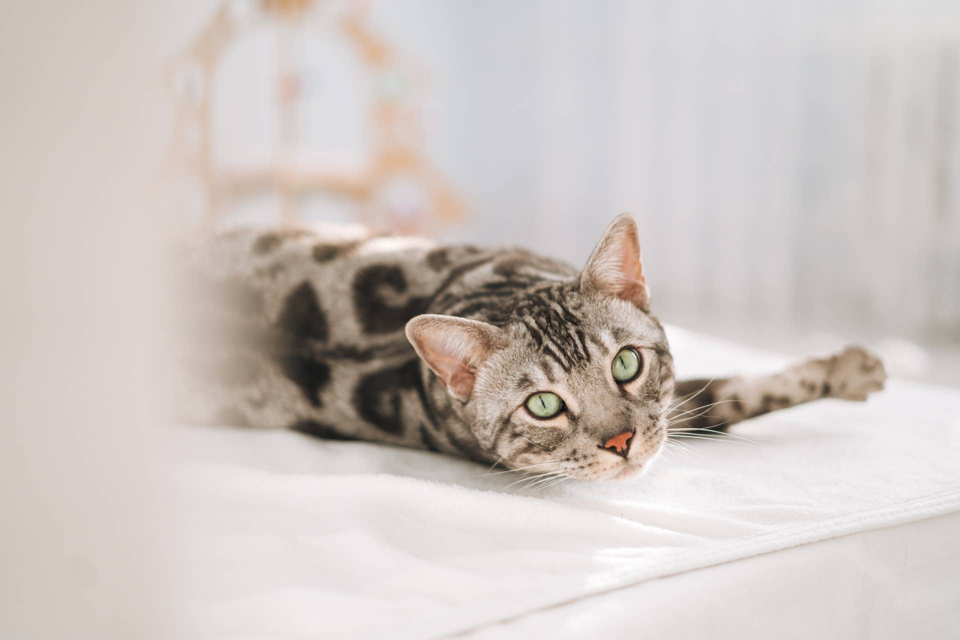 ‘Peaches and Cream’ Bengal Kitten Looks Like a Snow Cone - Parade Pets