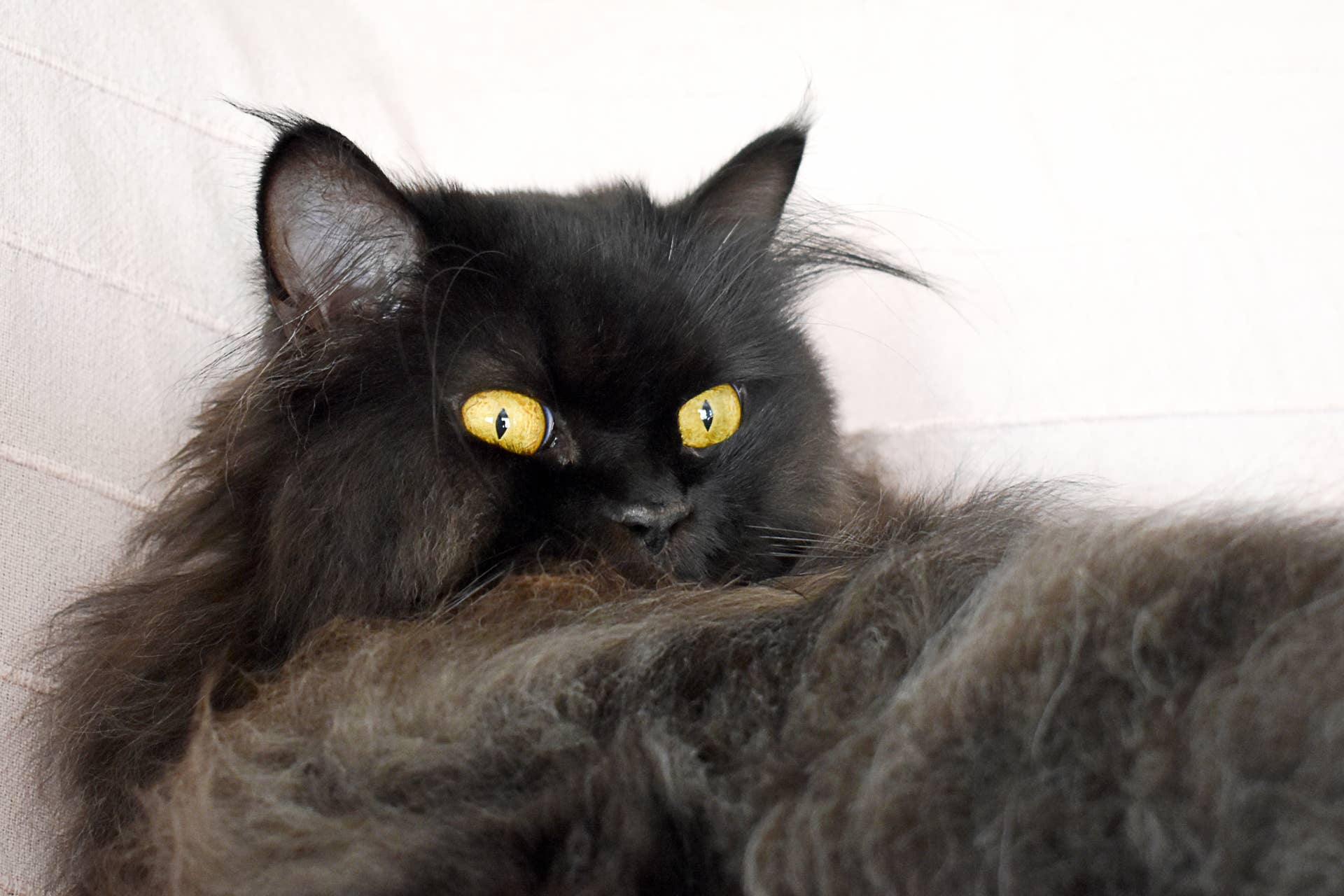 Shelter Cat Wins Man Over Despite Financial and Moving Concerns ...