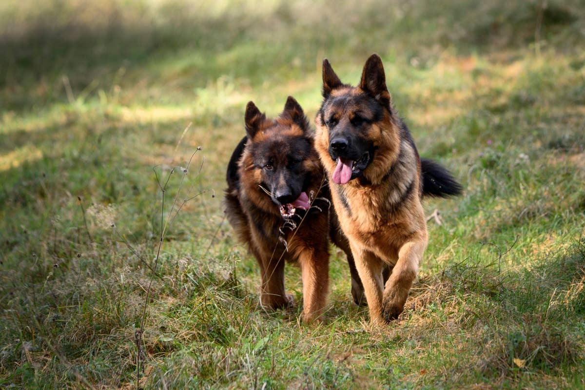 Retired Military German Shepherds Meet for the First Time and Their ...