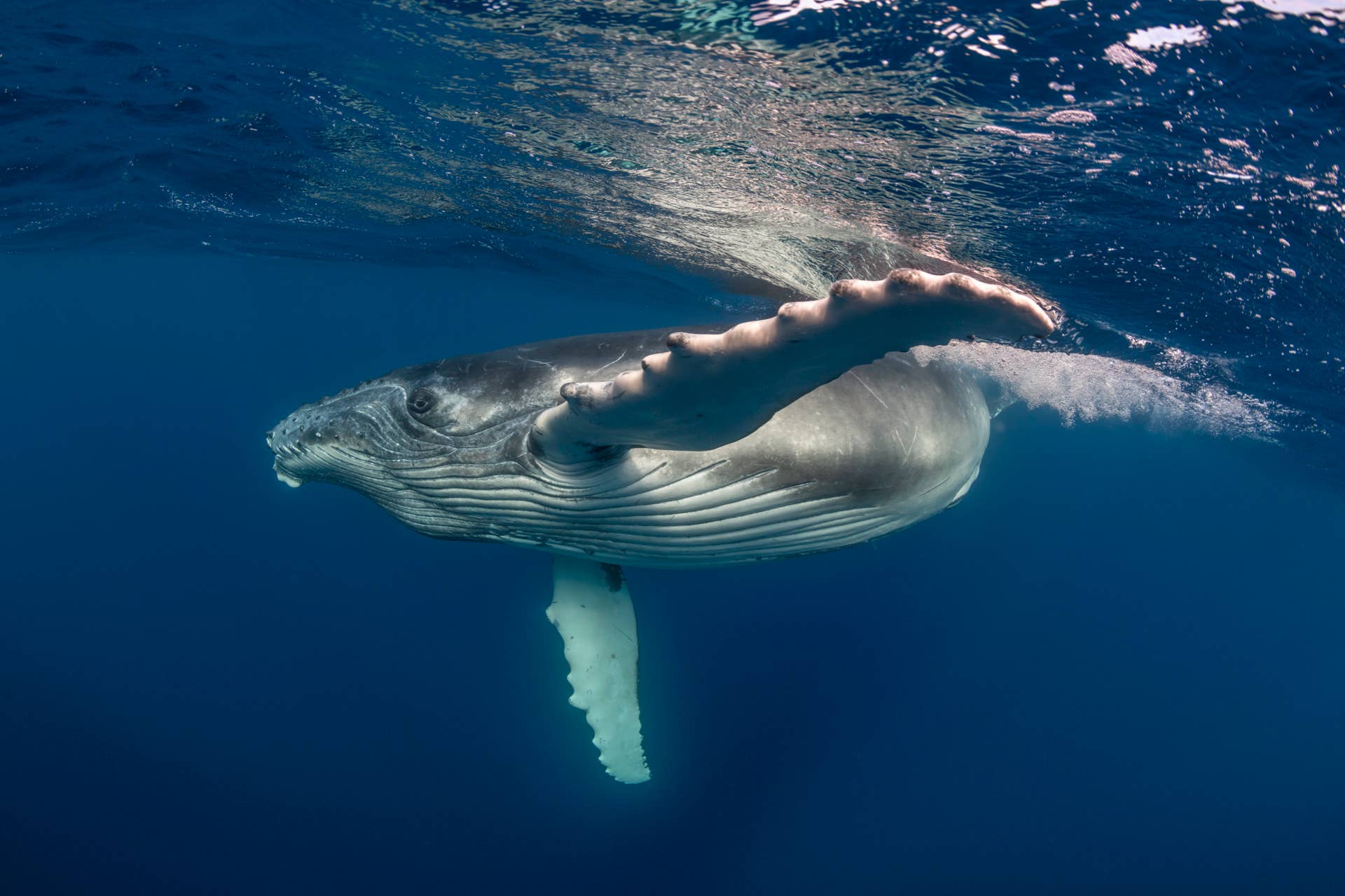 ‘Wise Guy’ Whale Pranks Tourists With an Epic Splash - Parade Pets