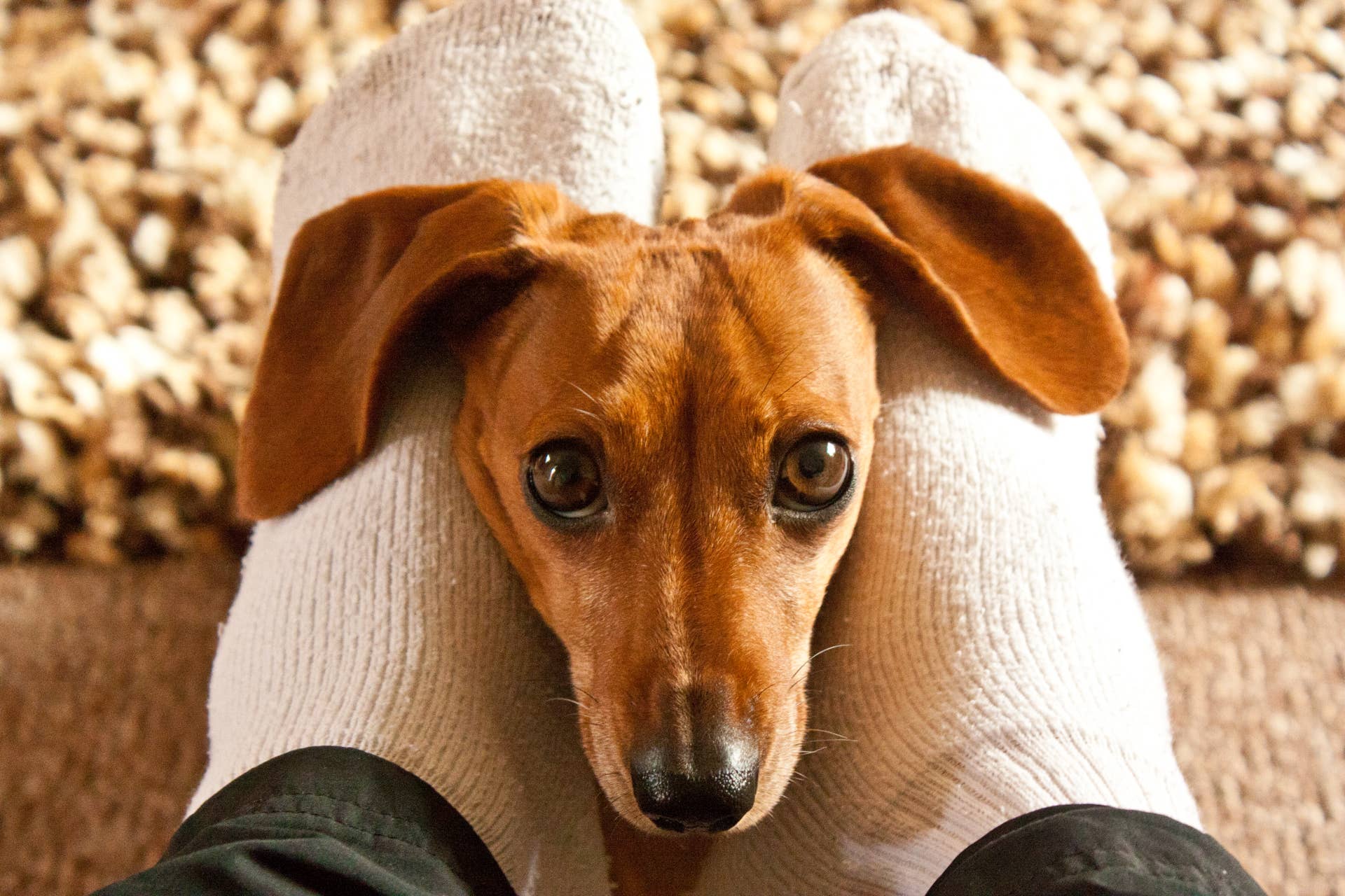 Dachshund Gets Stuck in a Sleeve, and It’s Peak Sausage Dog Chaos ...