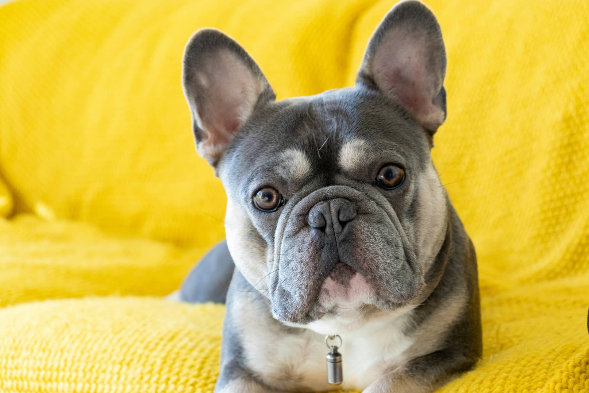 French Bulldog Meets New Fur Baby Brother, and His Unimpressed Reaction ...