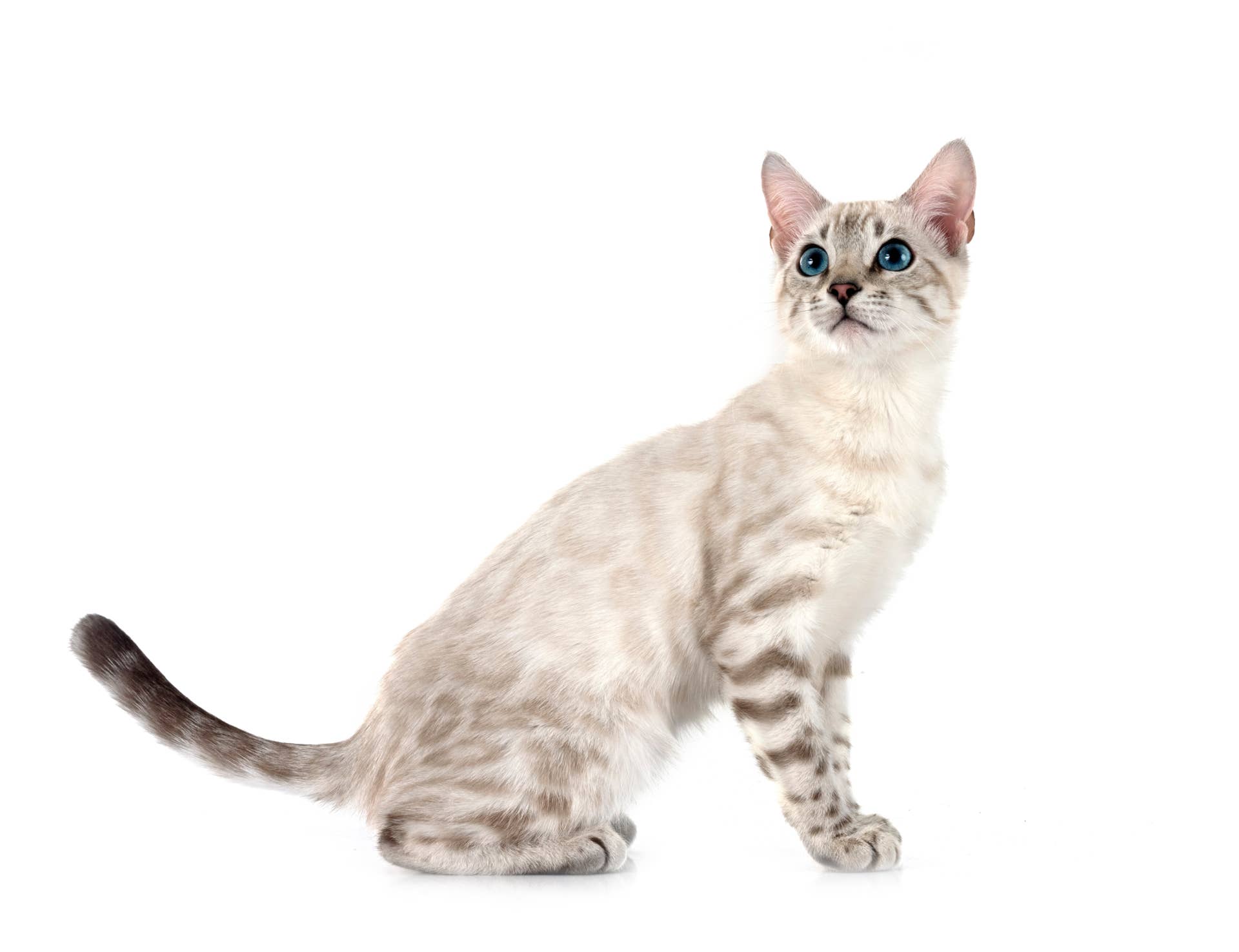This Dreamy Snow Bengal Kitten Looks Like She Comes From Old Money ...