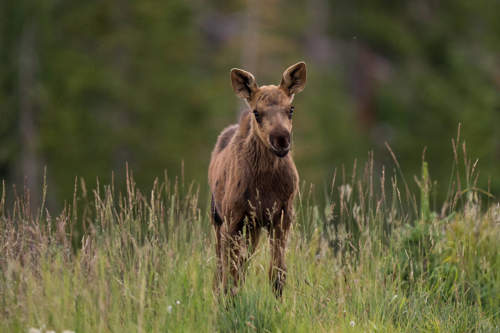 Baby Moose on the Loose Takes the Best Nap in Woman’s Dreamy Backyard ...