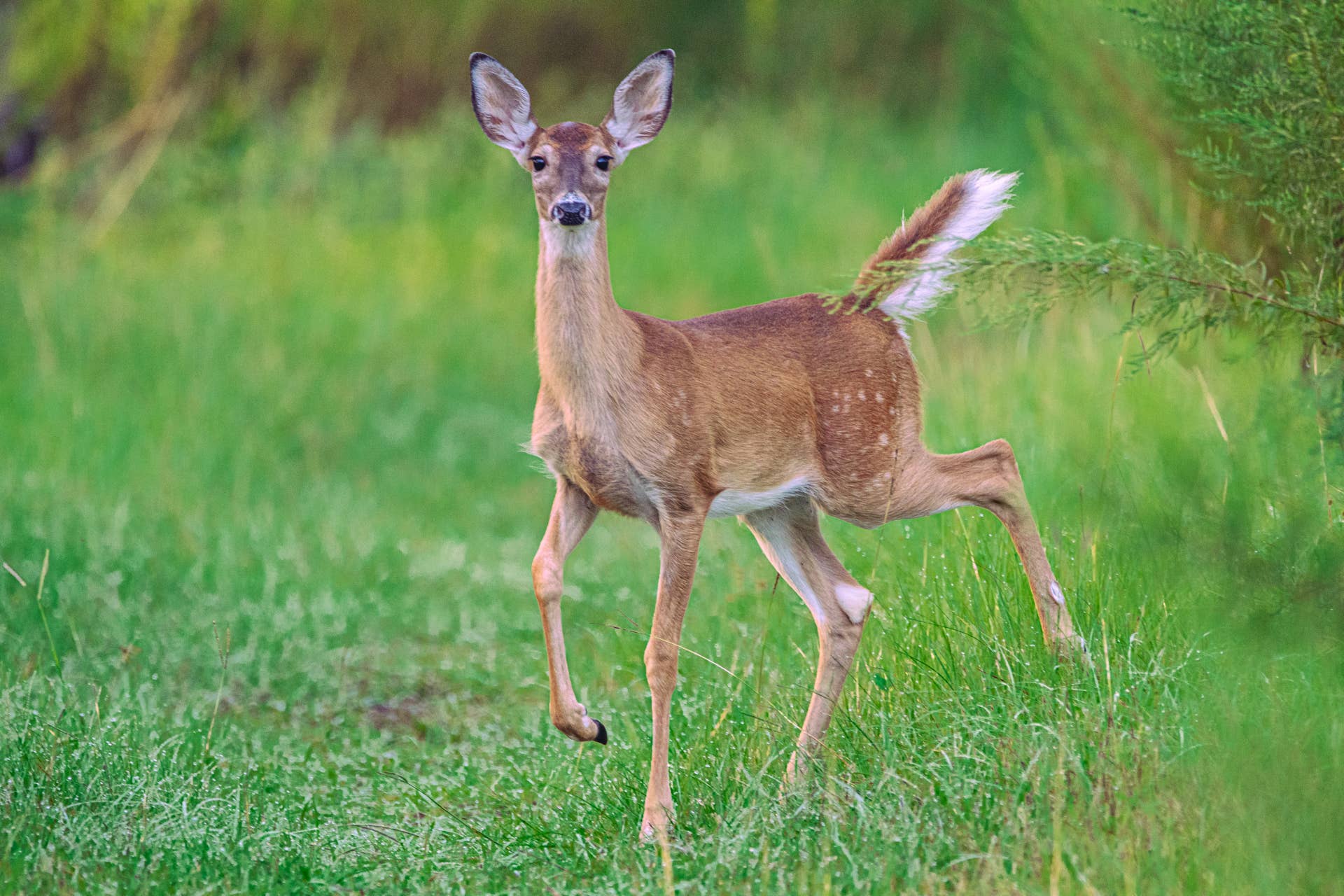 Tiny Blind & Deaf Dachshund Mix Meets a Deer and Makes Her His New ...
