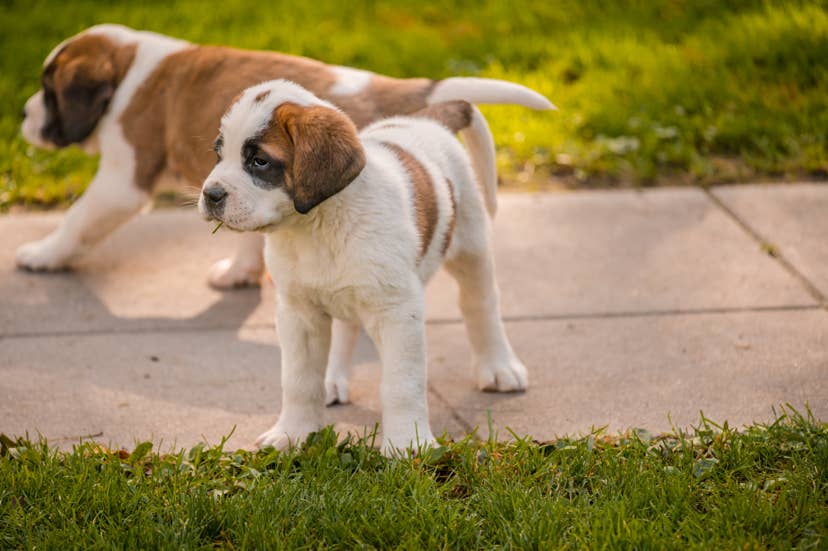 Fluffy Saint Bernard Puppies Look Like Real-Life Snoopys - Parade Pets