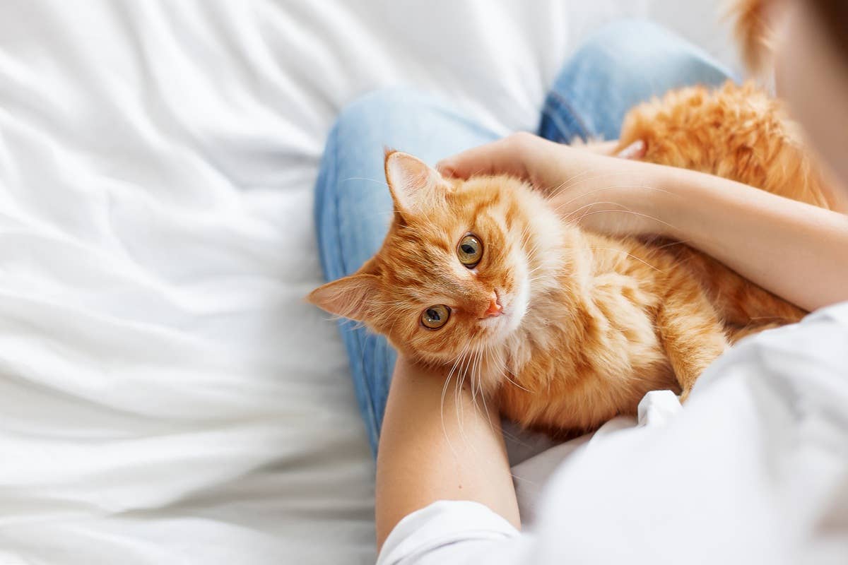 7 Heartfelt Signs Your Cat Feels Truly Connected to You - Parade Pets