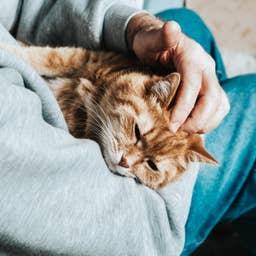 Sweet Cat in Shelter Since Kittenhood Begs for Chance at a Forever Home ...