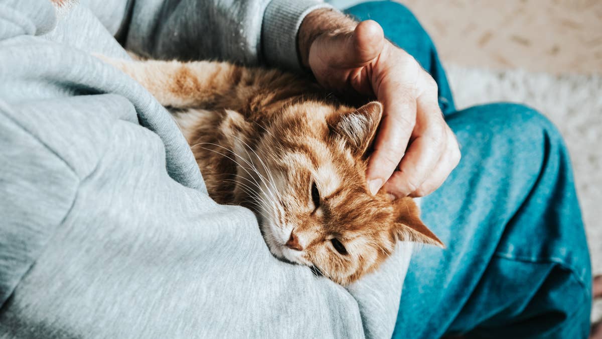 Orange Cat Spent 10 Years Waiting for a Home—His Freedom Ride Will Move ...