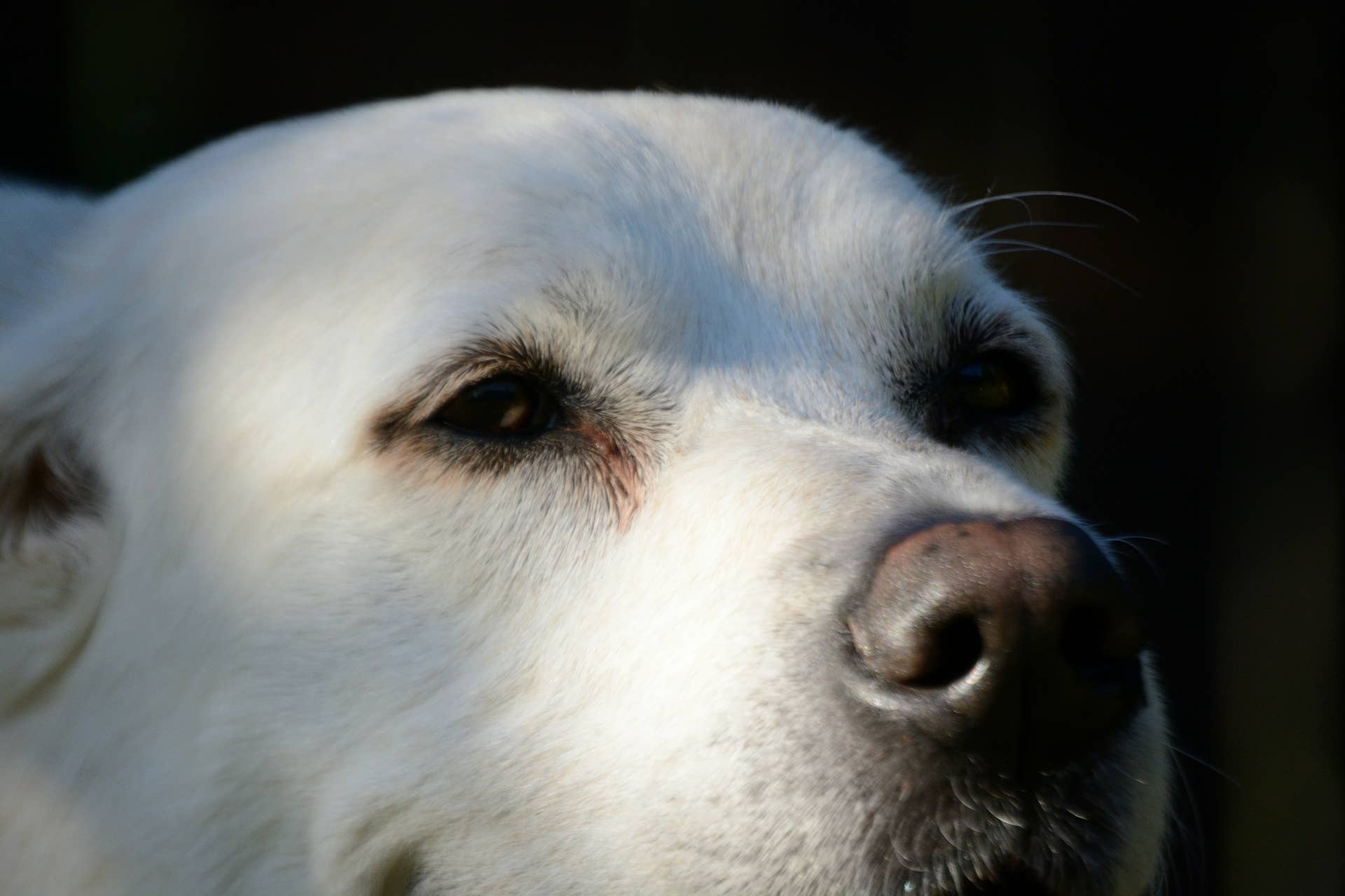 Great Pyrenees Looks Like She's Wearing 'Fluffy Pantaloons' After a ...