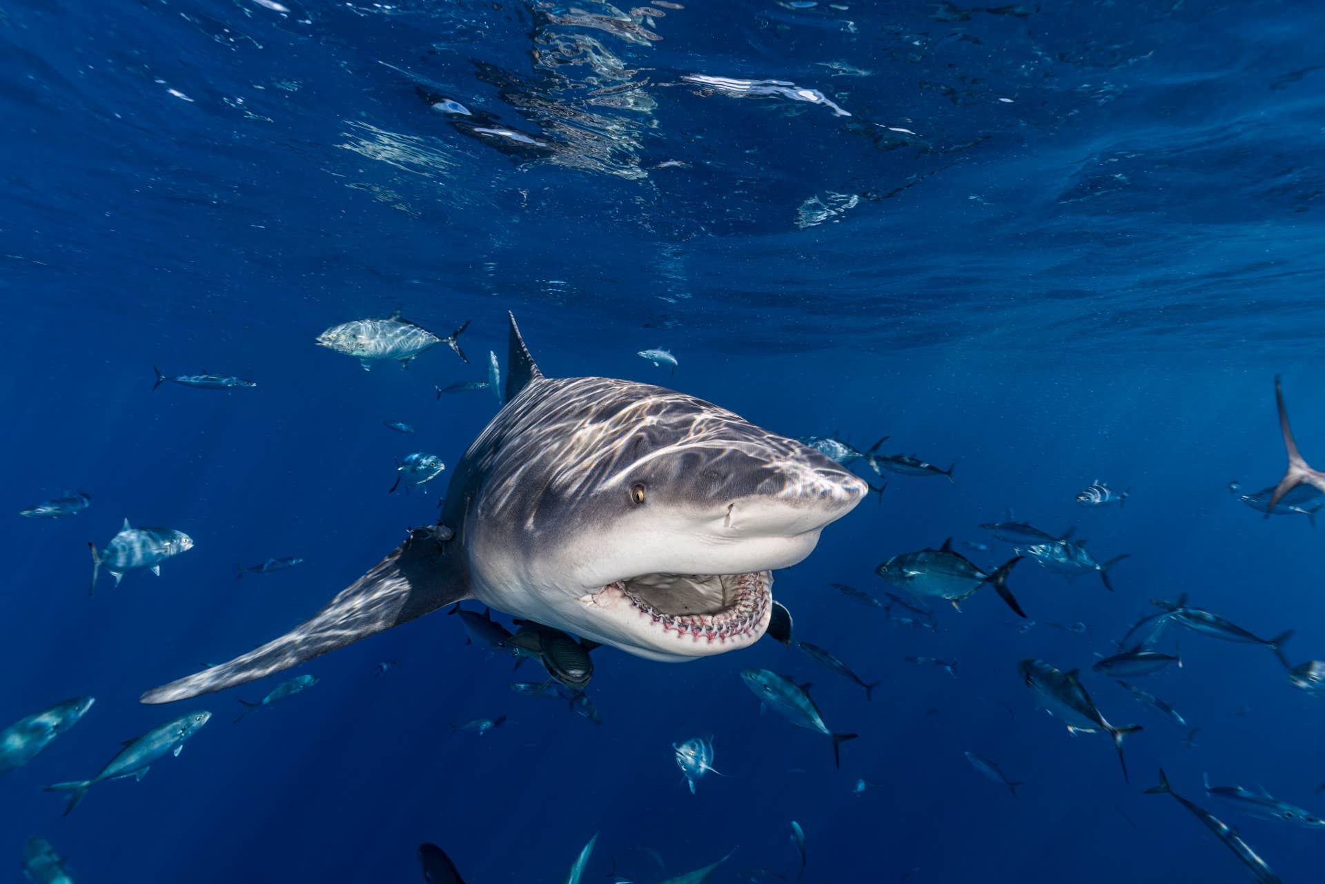 Florida Shark Attack Captured on Camera Near Panama City - Parade Pets