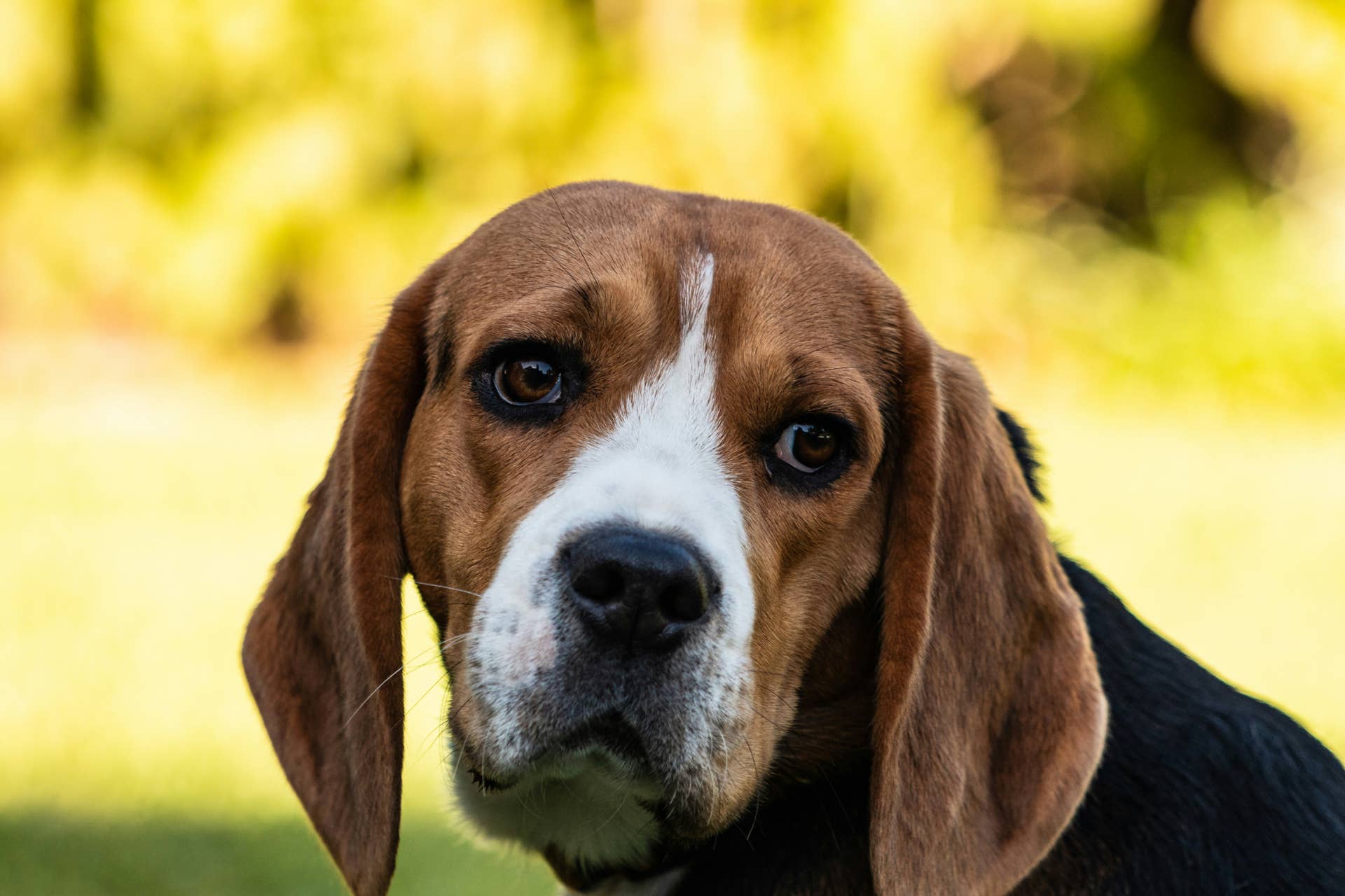 Rescue Beagle Goes Into ‘Do Not Disturb’ Mode During Mom’s Lecture ...
