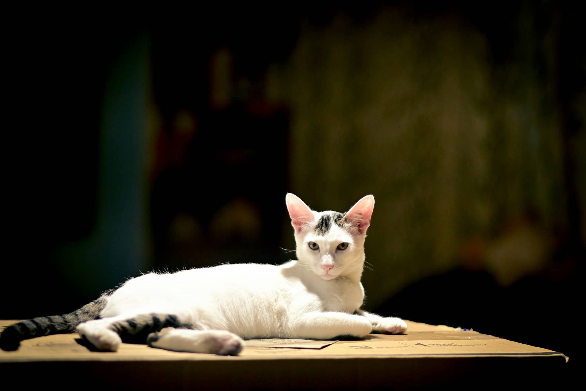 Cat Crashes ‘Romeo and Juliet’ Finale and Completely Steals the Show ...