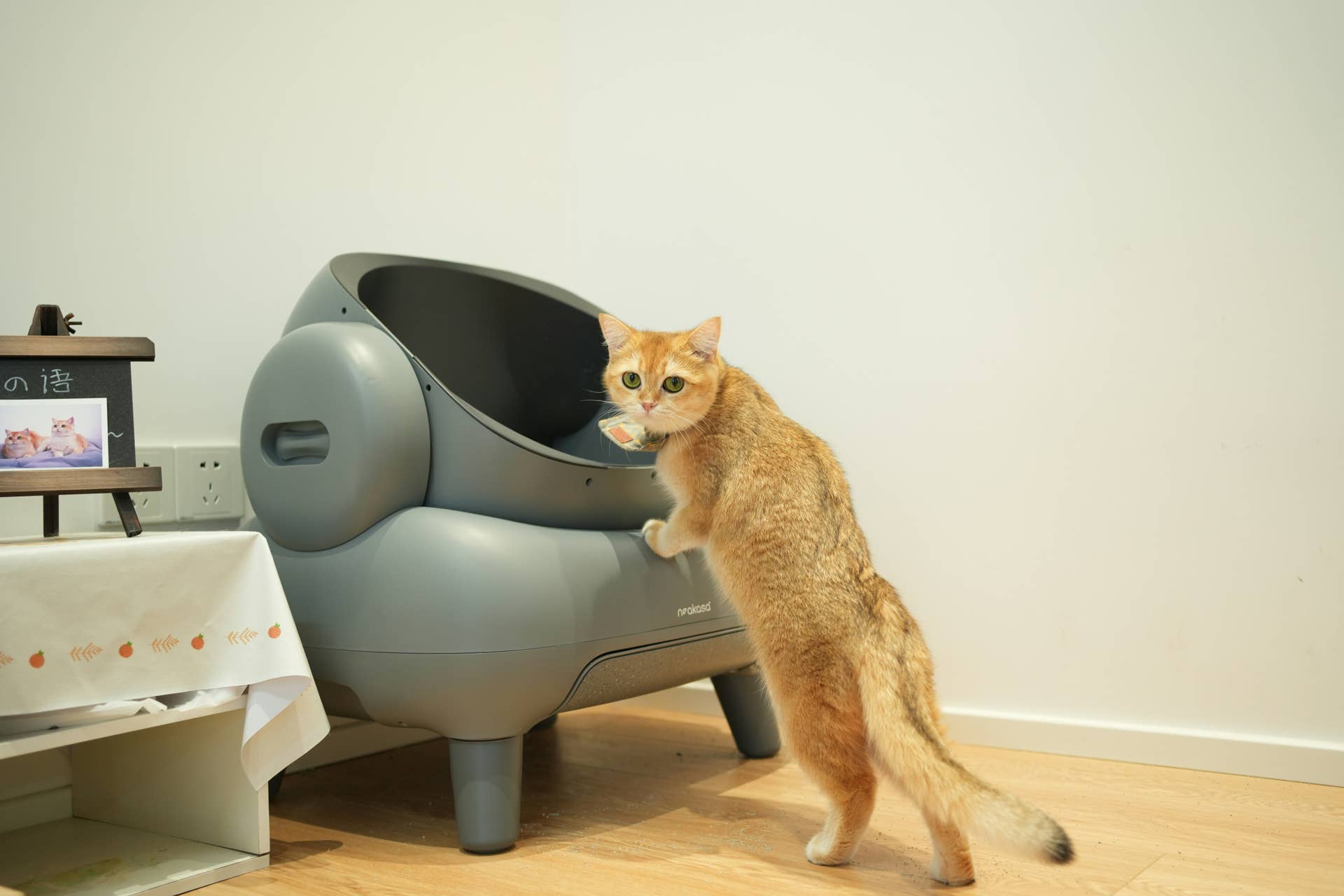 Why Your Cat Stopped Using the Litter Box—and How to Fix It - Parade Pets
