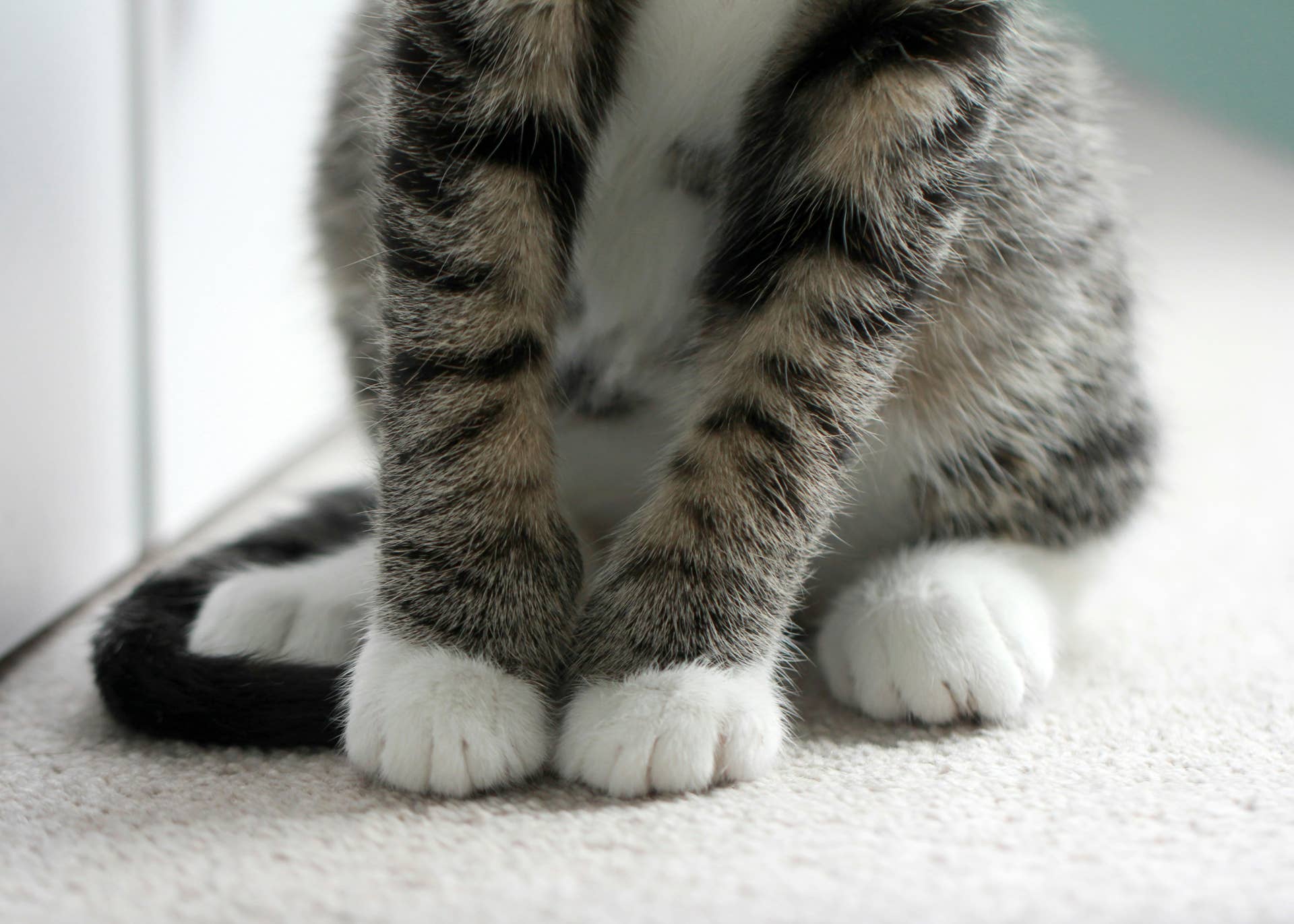 Shelter Kitten Overlooked for Looking 'Different' Finally Gets Her ...