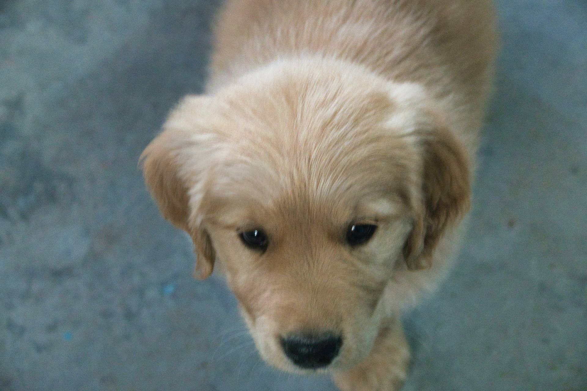 Golden Retriever Puppy Thinks Printer Is a 'New Fetch Machine' and It's ...