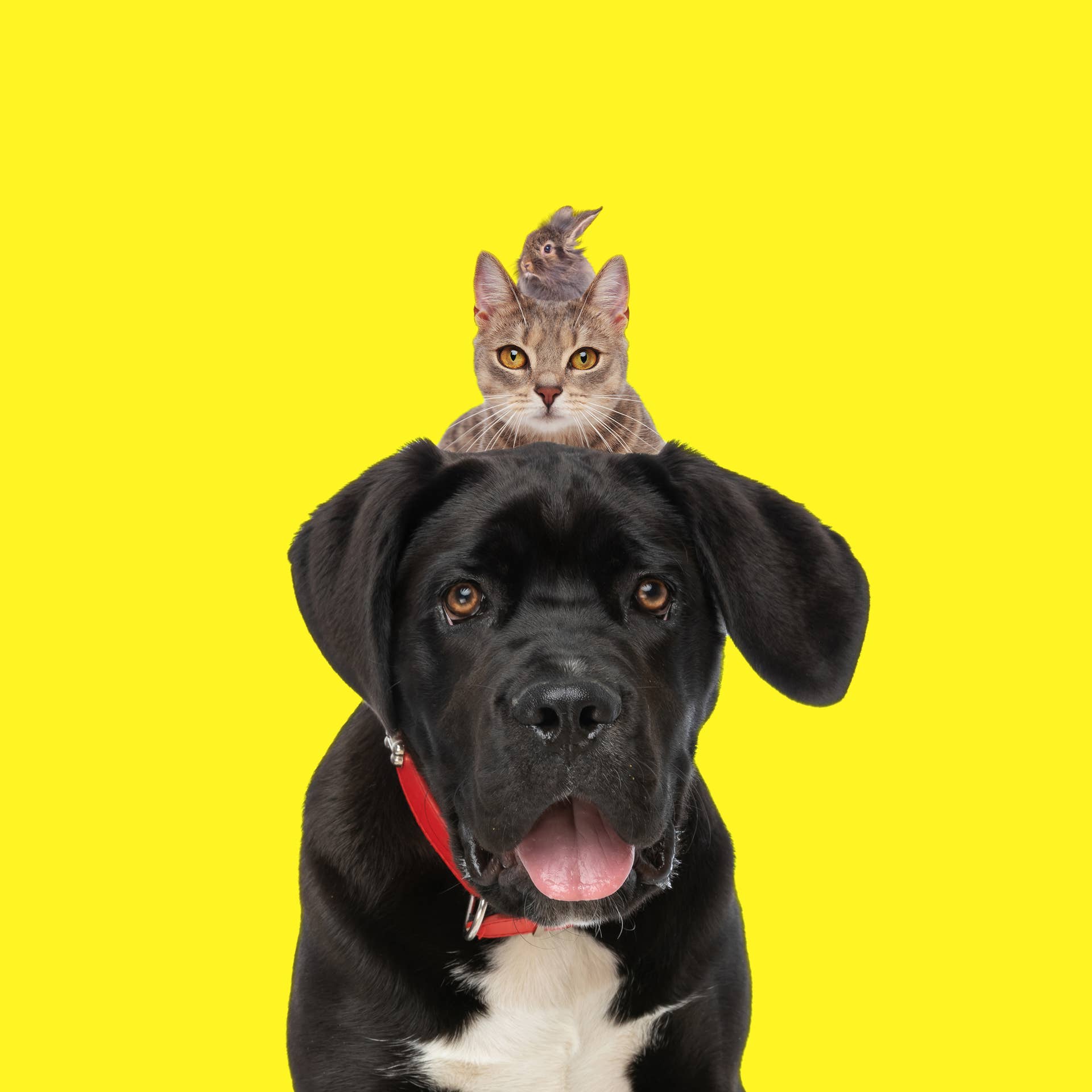Giant Cane Corso Meets a Tiny Kitten for the First Time and Completely ...