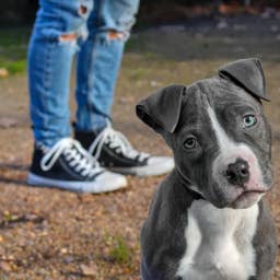Fort Worth Fire Department Gives Homeless Veteran’s Pit Bull a New Home ...